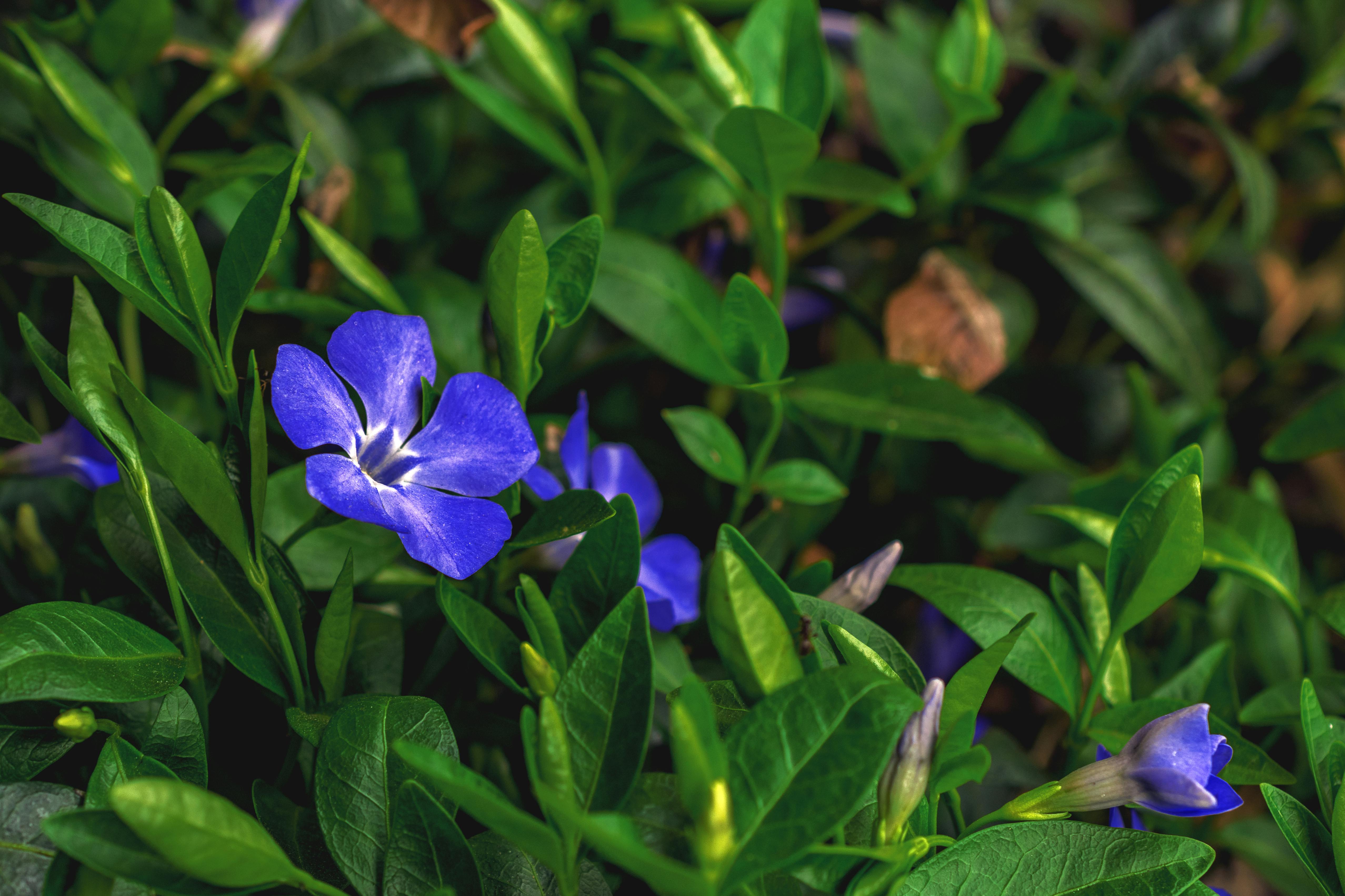 Periwinkle Flower Photos, Download The BEST Free Periwinkle Flower ...