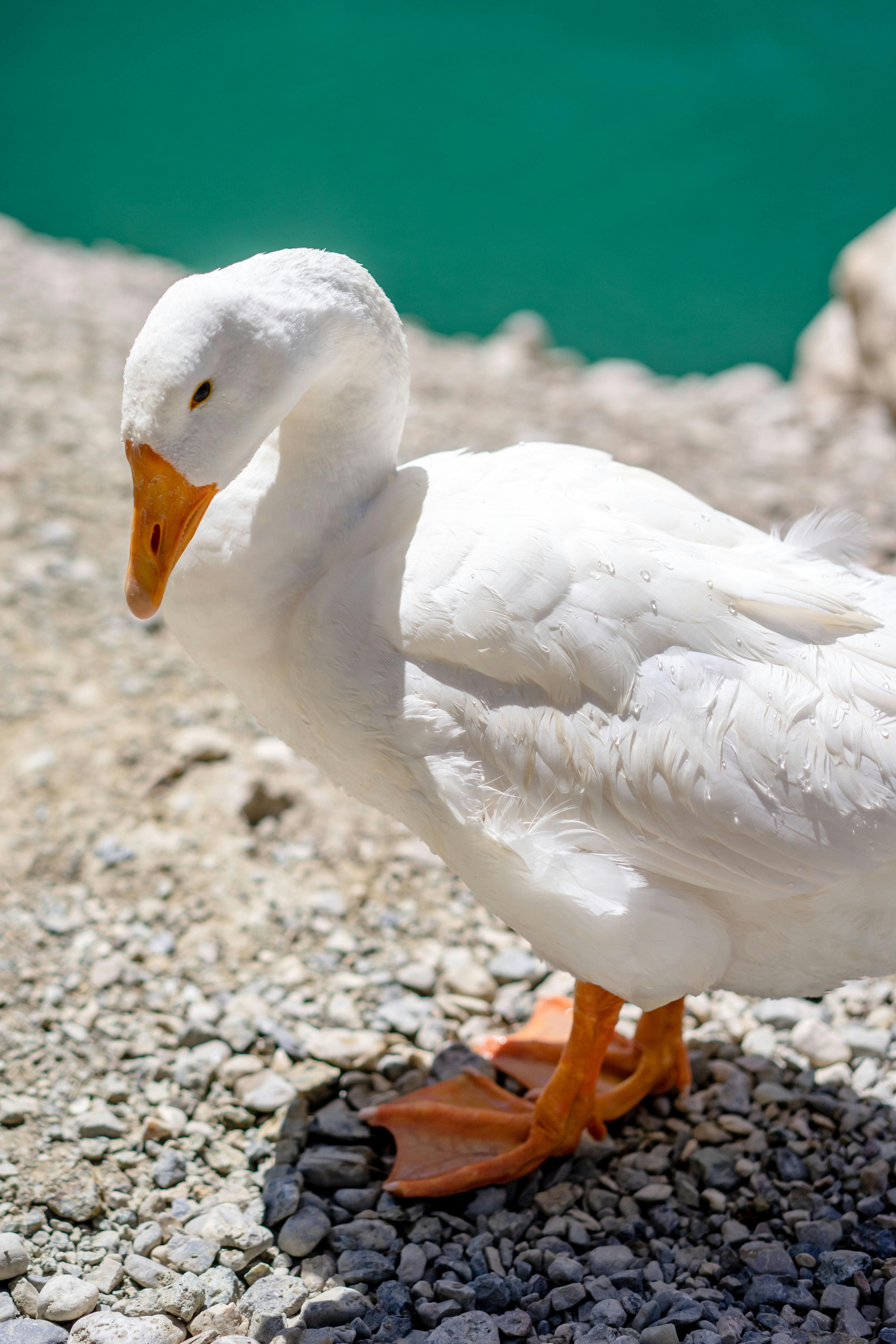 Duck Stand Photos, Download The BEST Free Duck Stand Stock Photos & HD ...