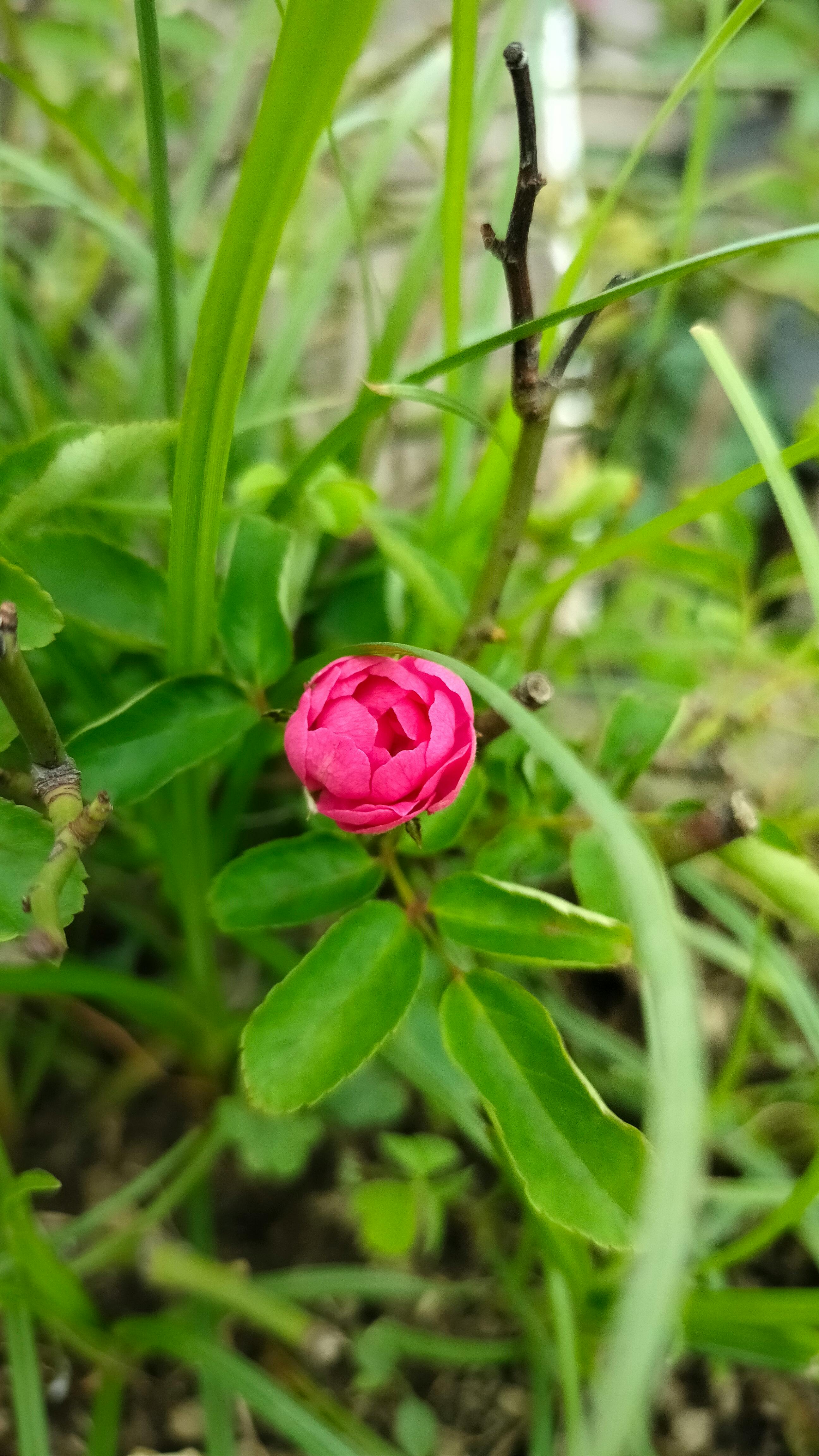 Shrabani Bera - Fotografi