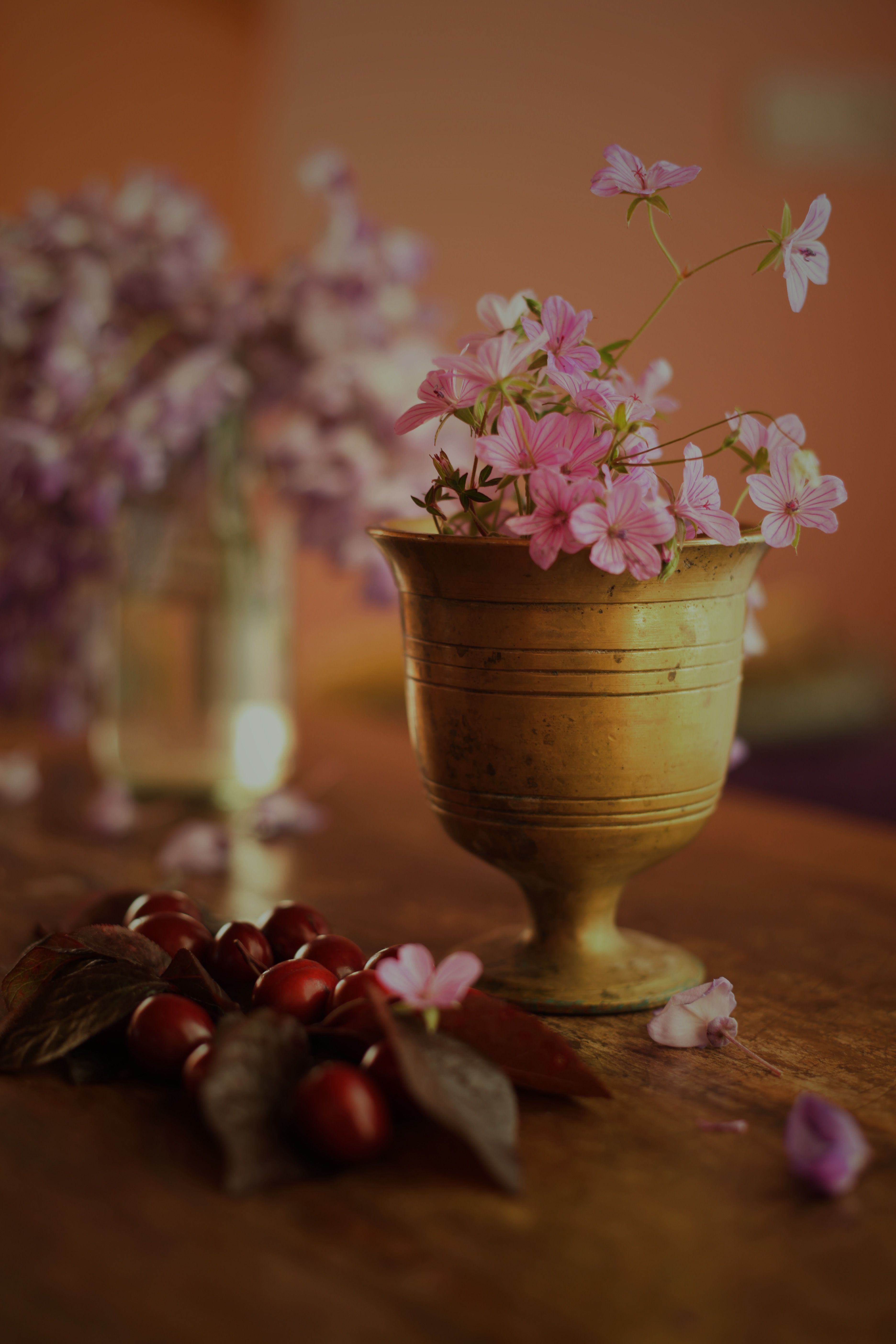 Pink Flower on Stacked Stones · Free Stock Photo