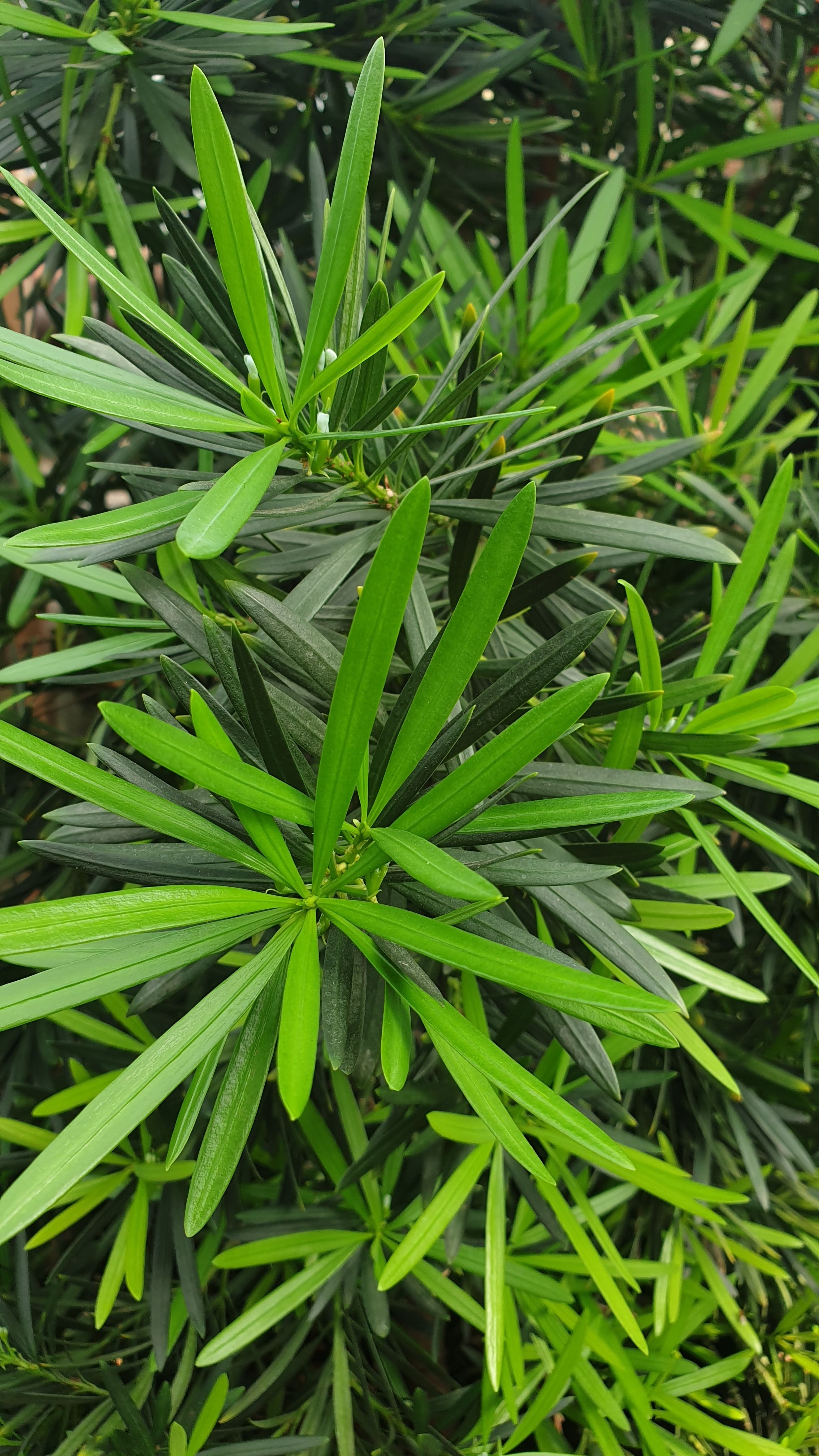 Green Oblate Leaf Plant · Free Stock Photo