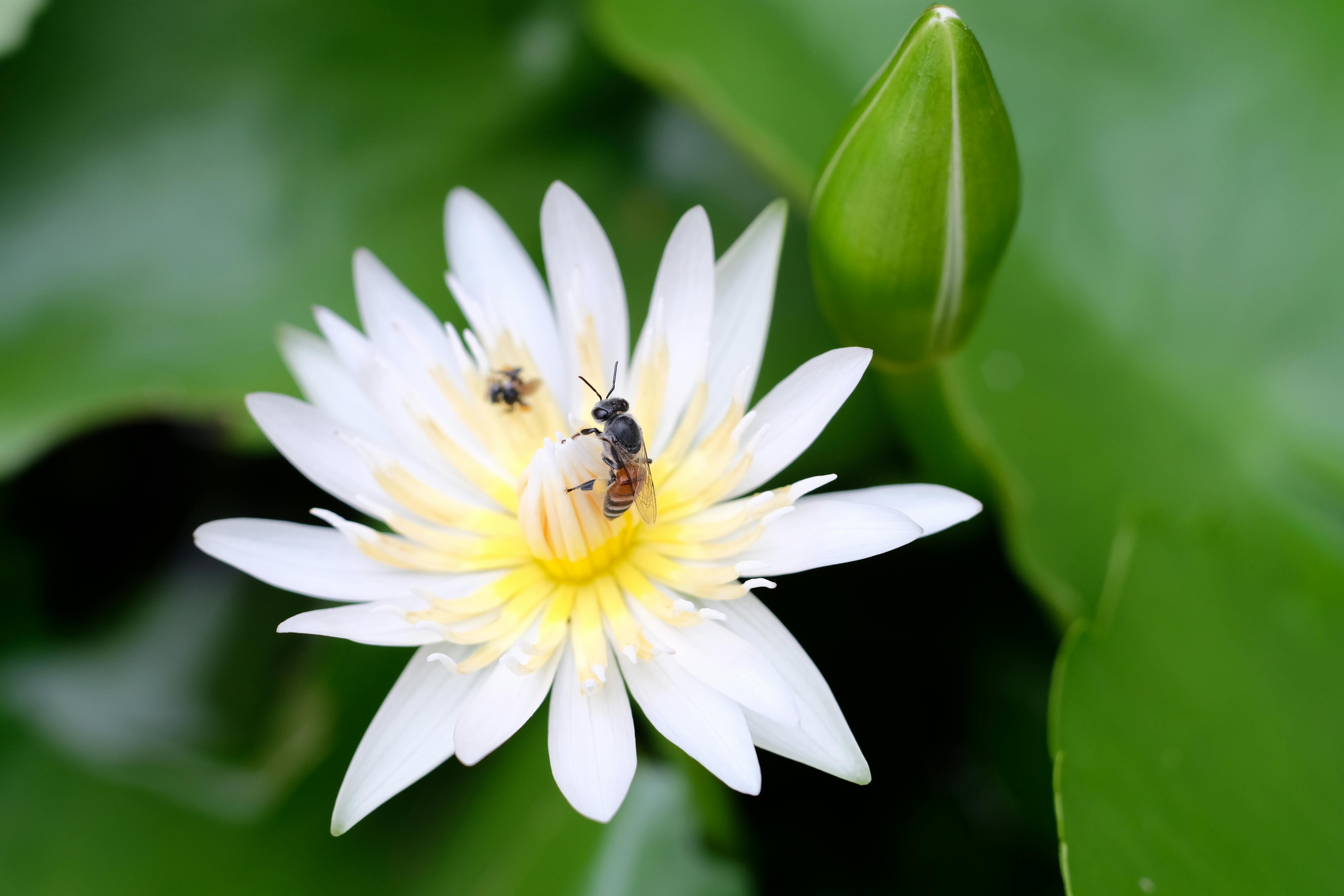 129,643+ Best Free White lotus Stock Photos & Images · 100% Royalty ...
