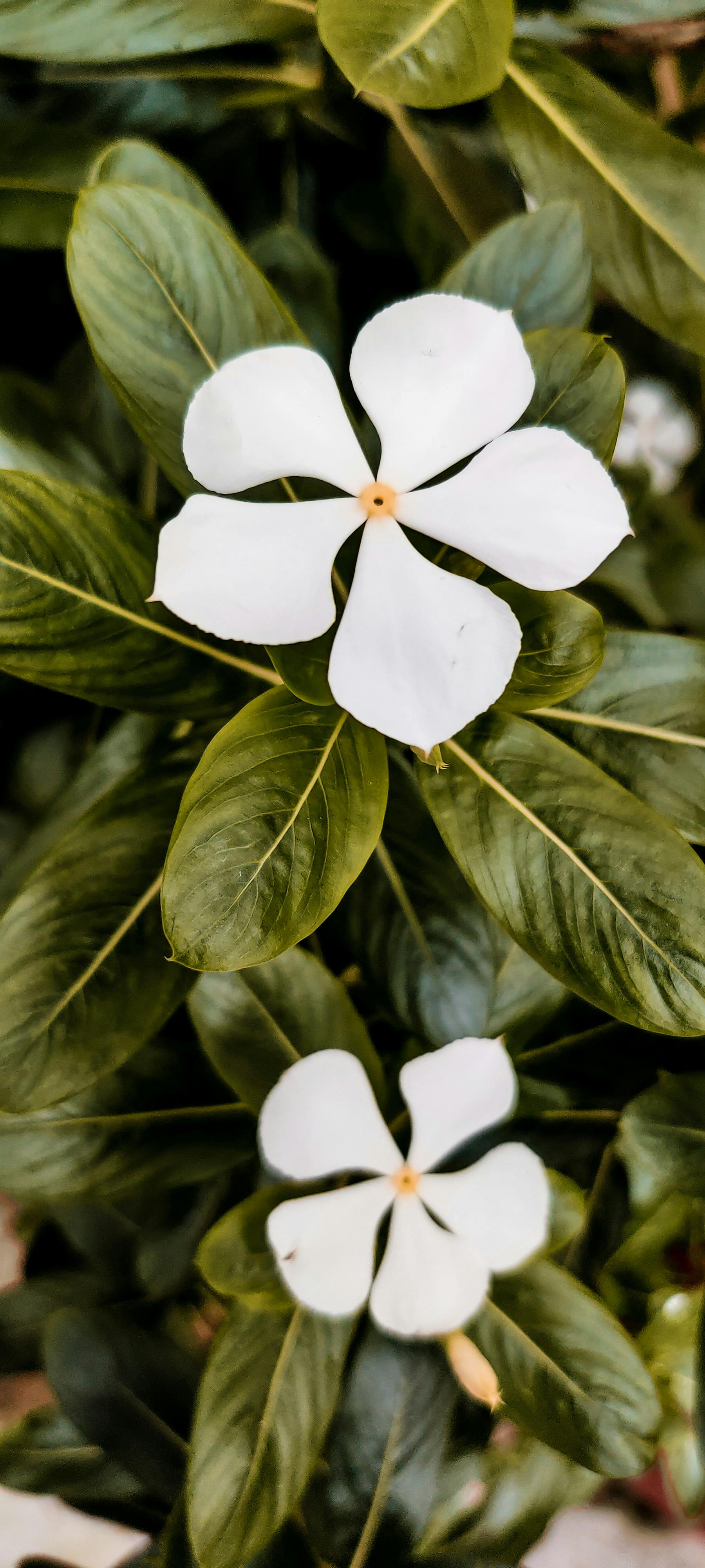 White Flower · Free Stock Photo