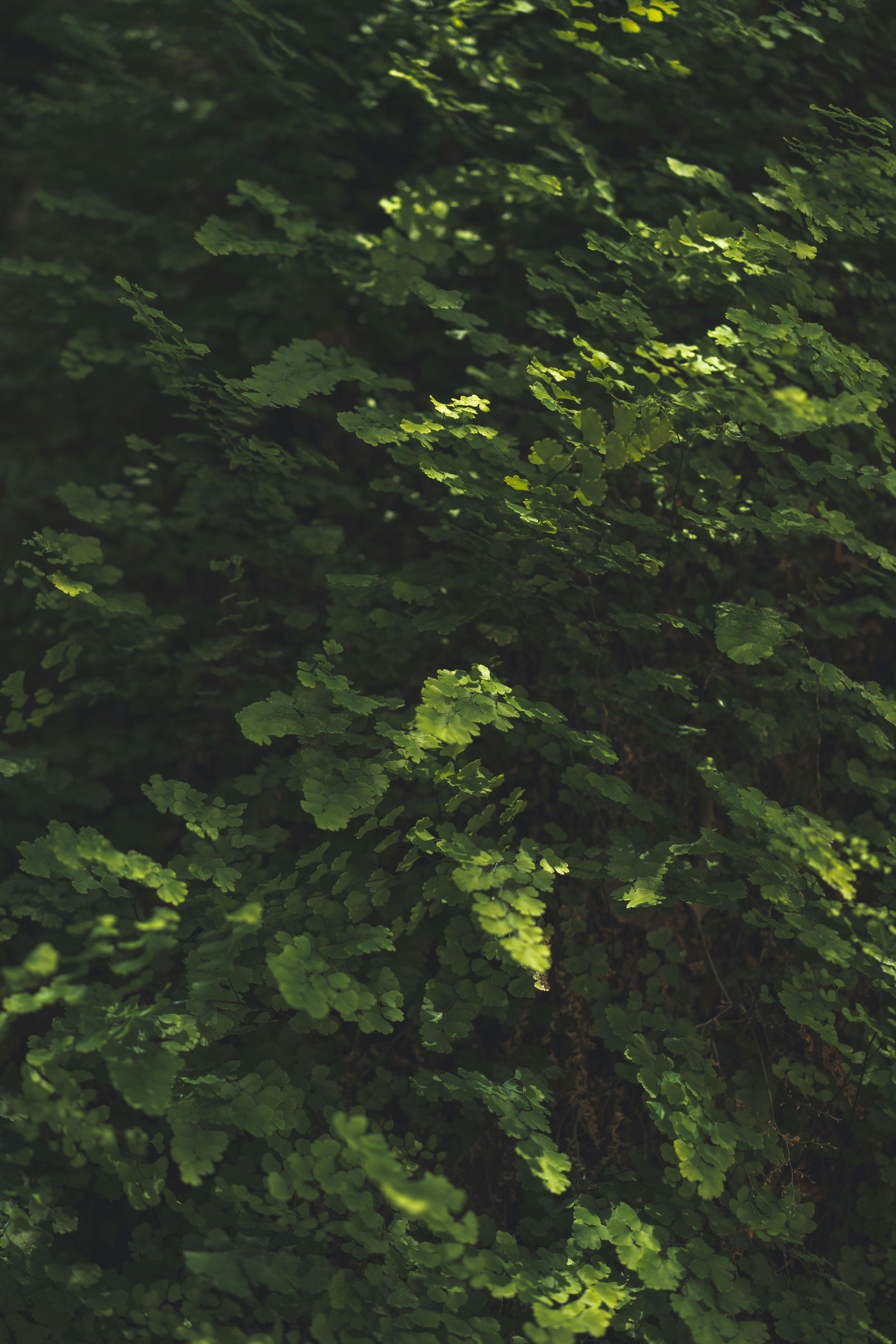 Dark Leaves Texture · Free Stock Photo