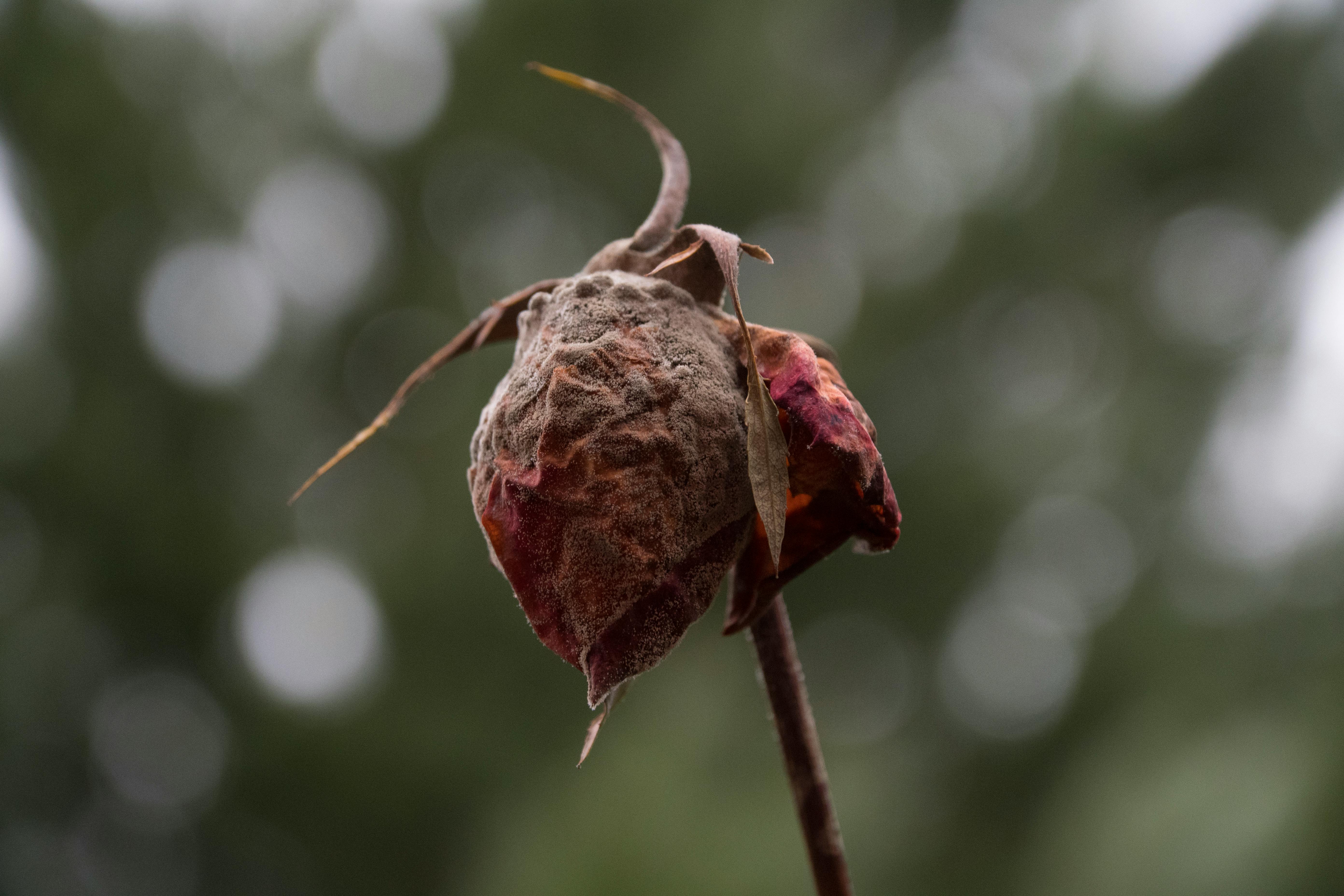 Free stock photo of beautiful, beautiful flowers, death