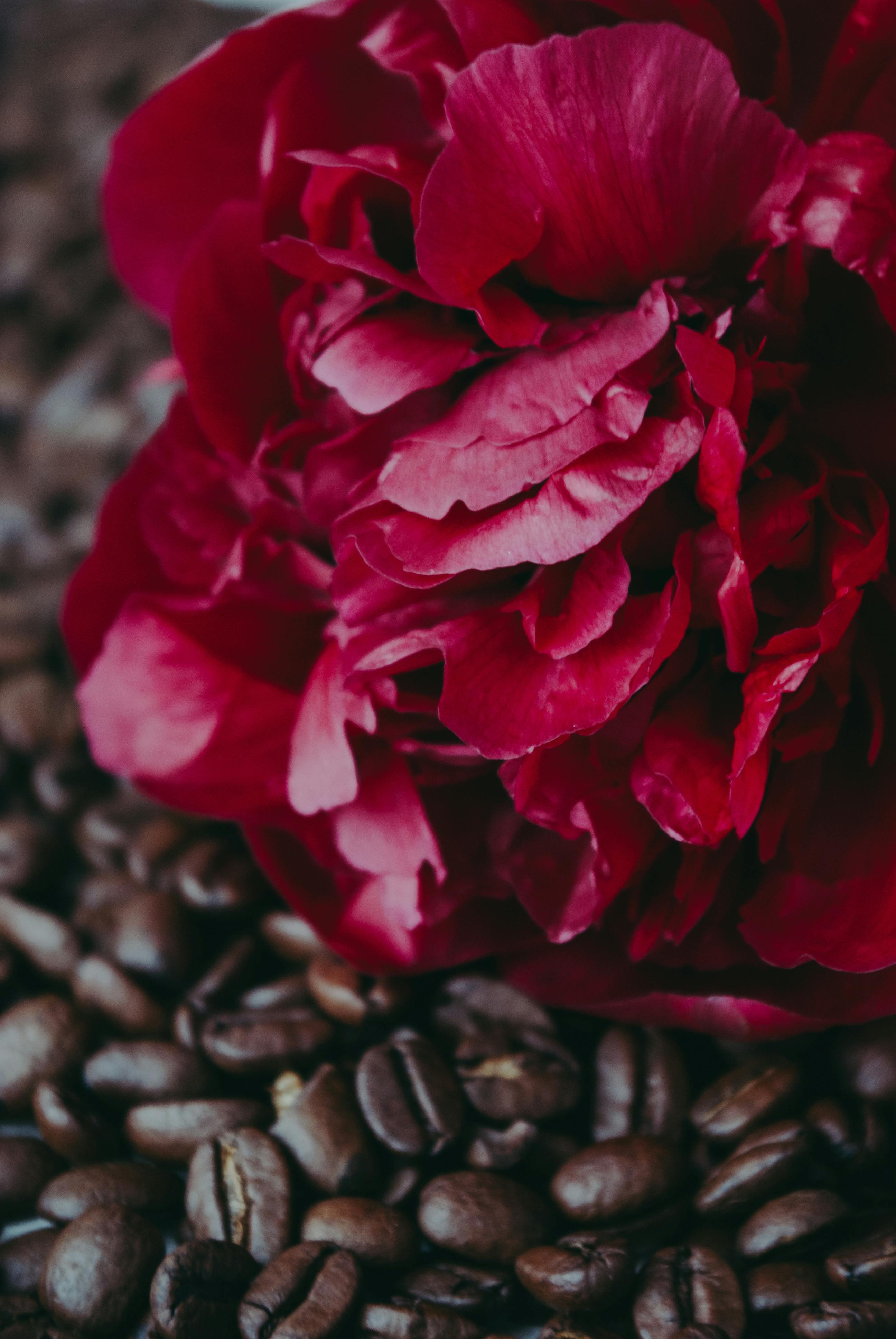 Close Up Photography of Ground Coffee in Brown Sachet · Free Stock Photo