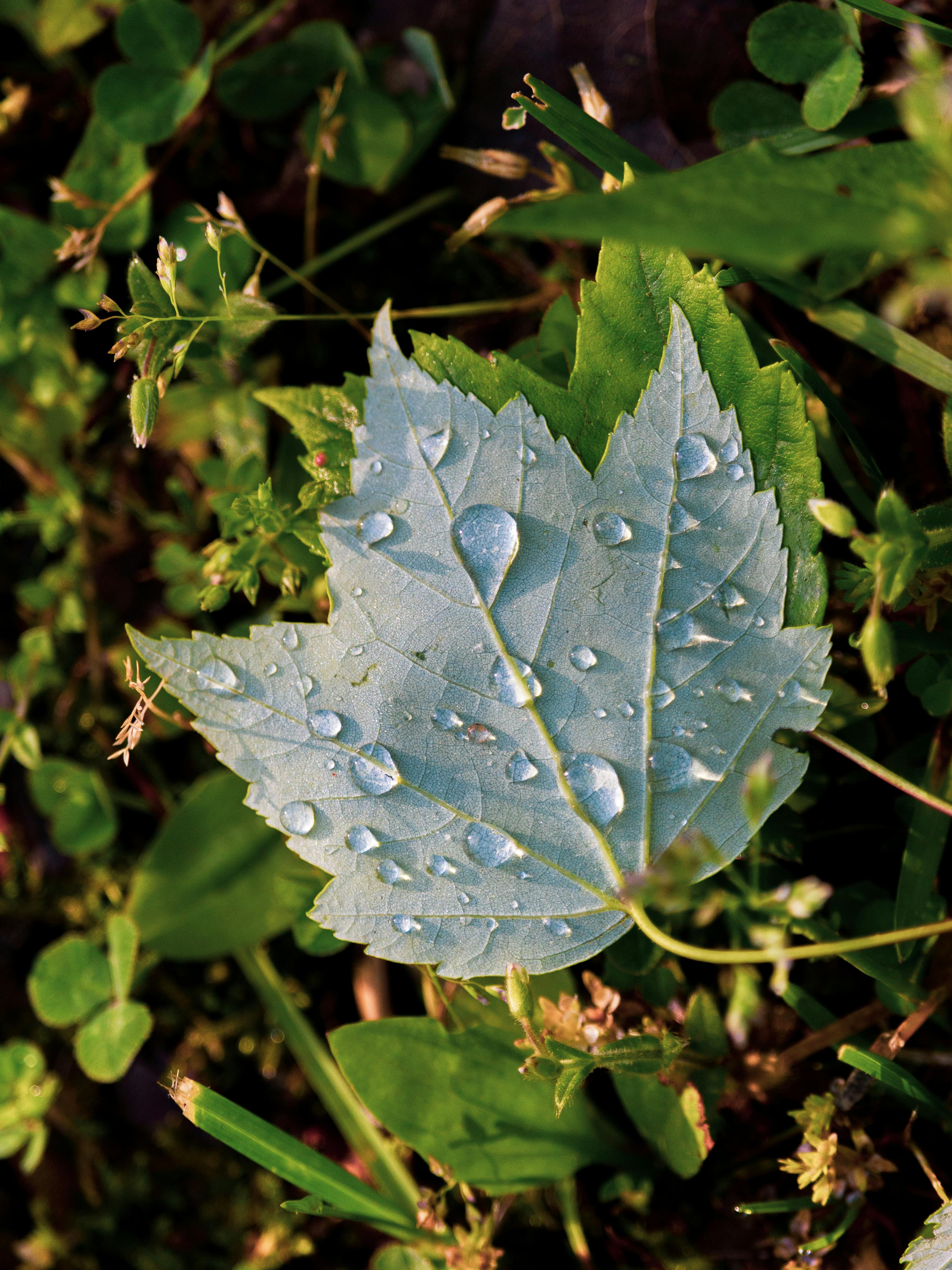 Water Drop On Maple Leaf Maple Leaf Covered In Water Droplets Stock
