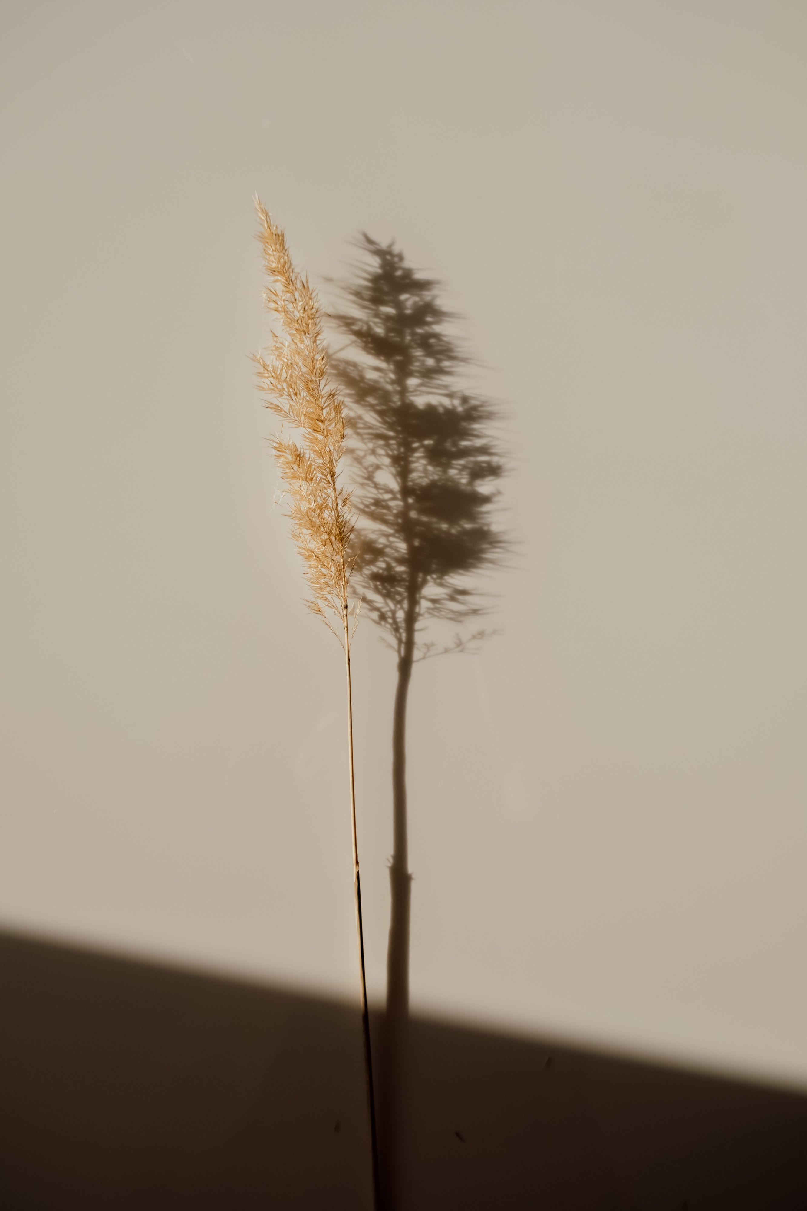 Dry Grass Shadow on White Background · Free Stock Photo