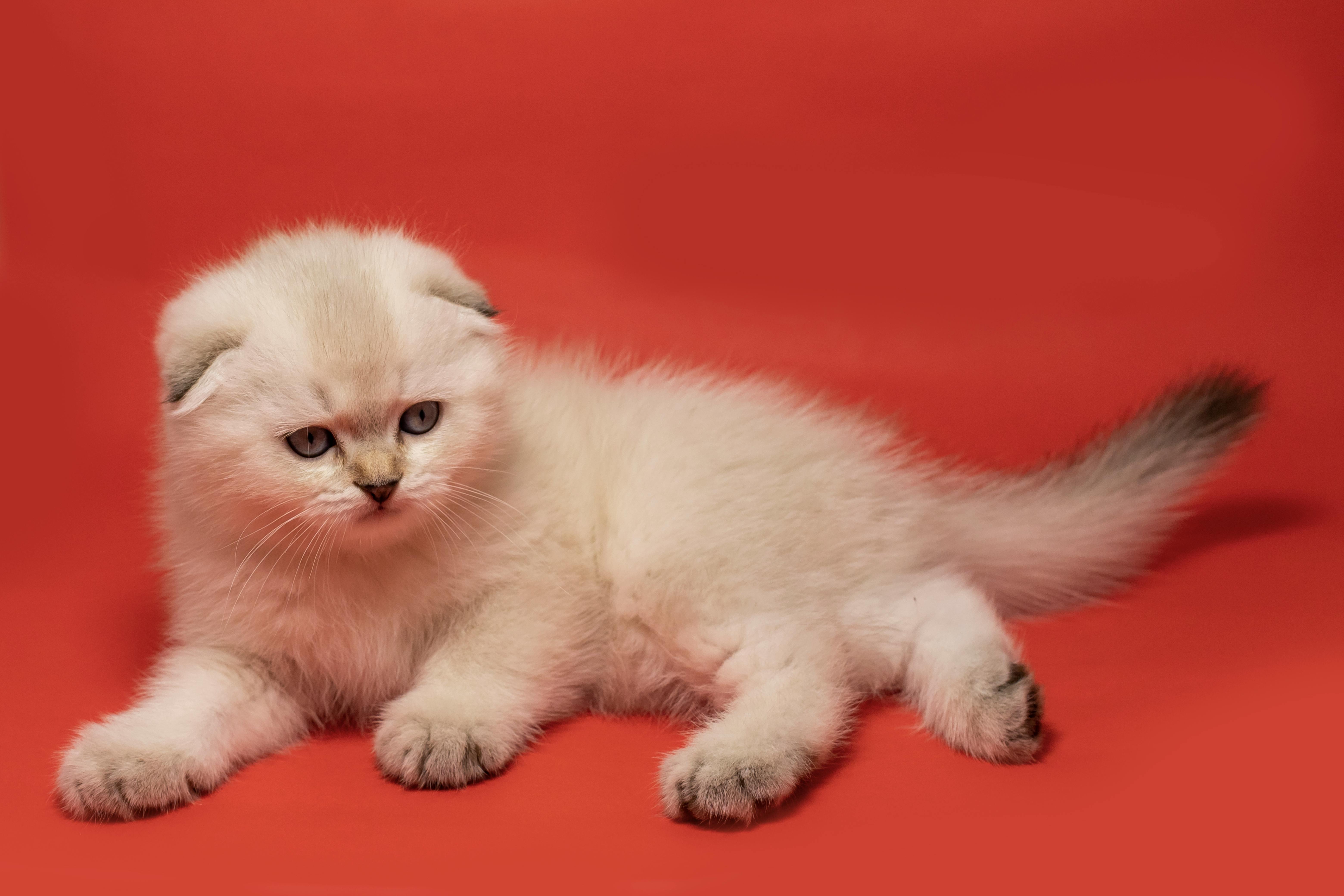 A White Cat Lying Down · Free Stock Photo