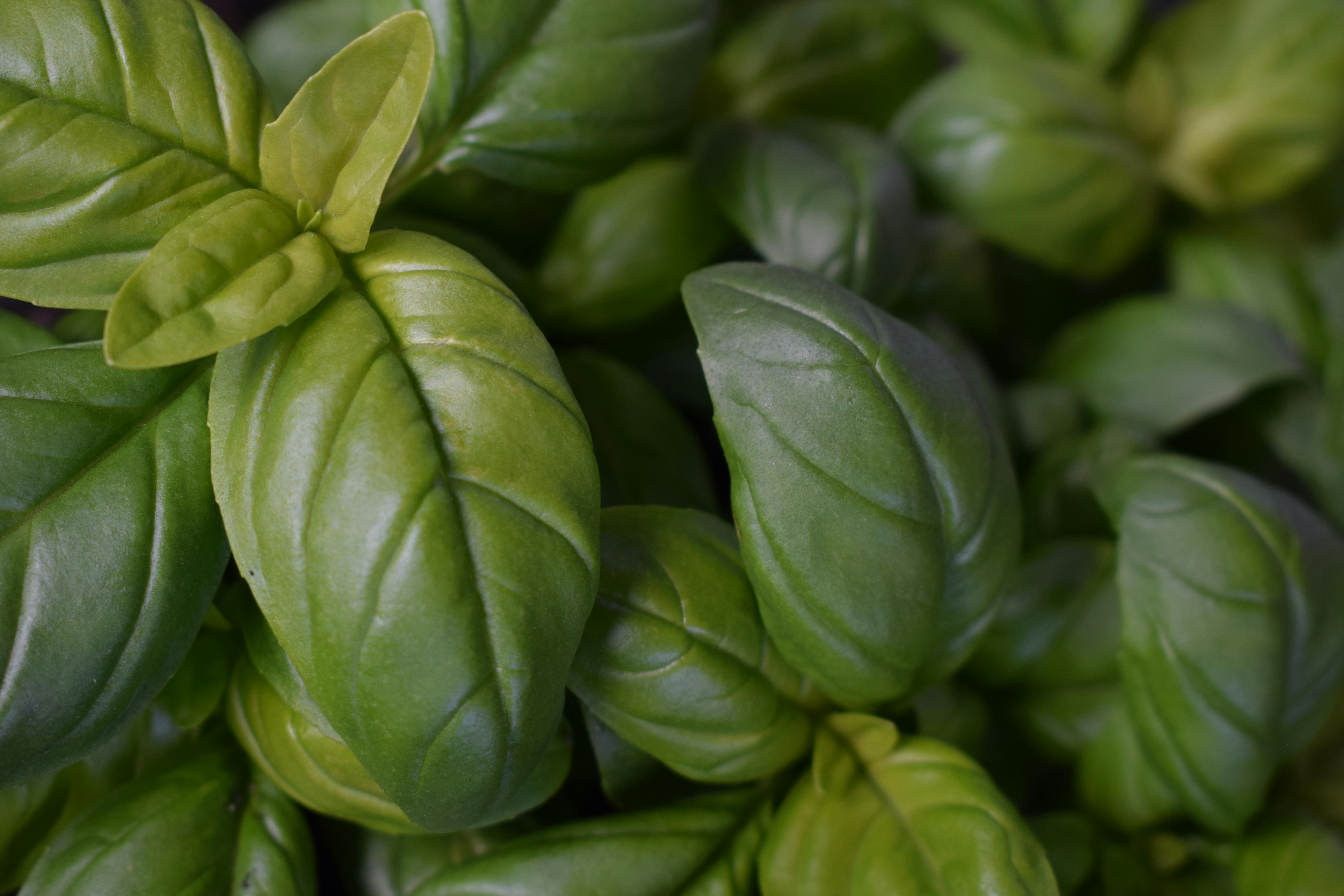 Macro Photography of Basil Leaves · Free Stock Photo