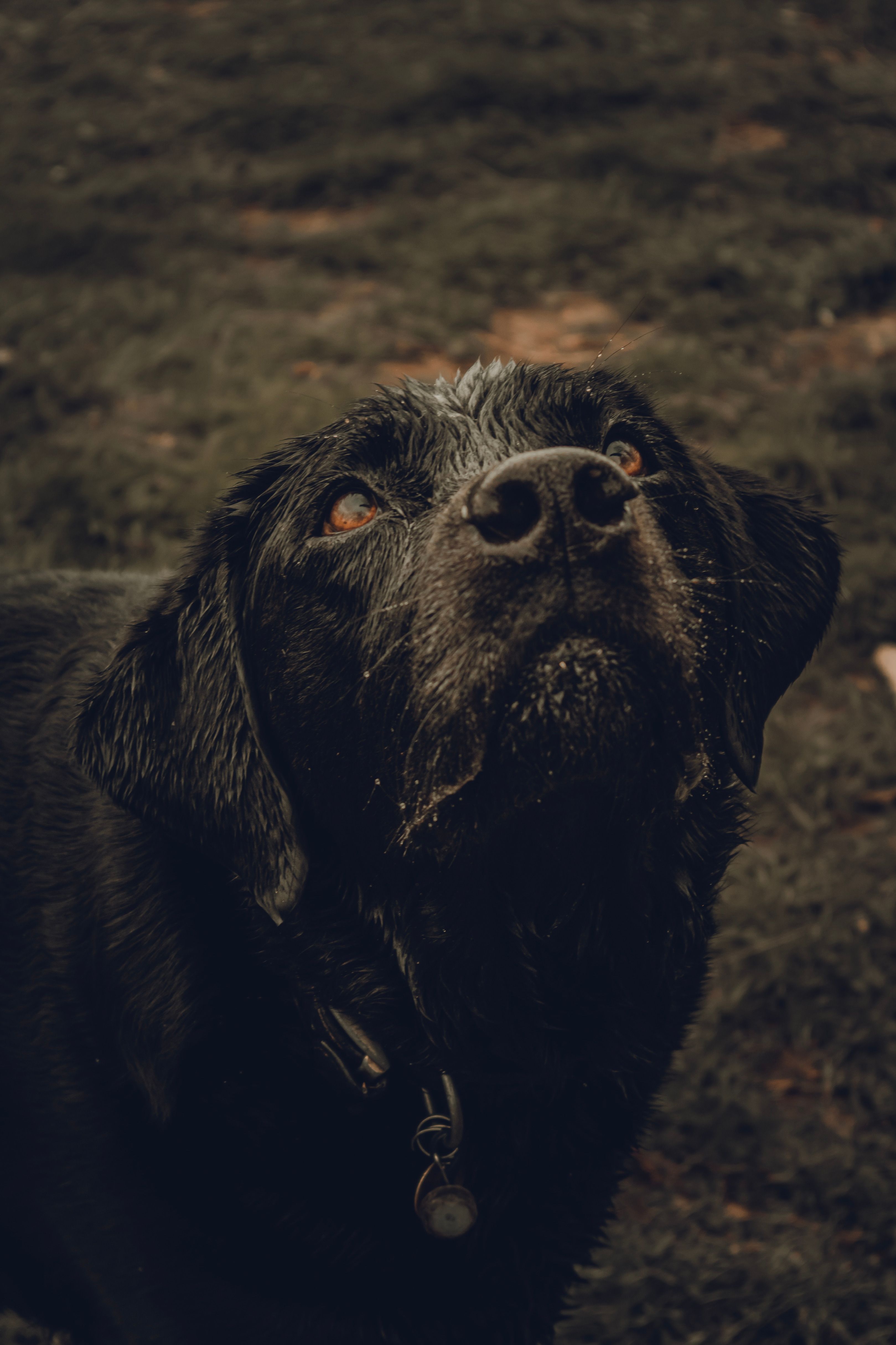 A Black Dog in Close Up Shot · Free Stock Photo
