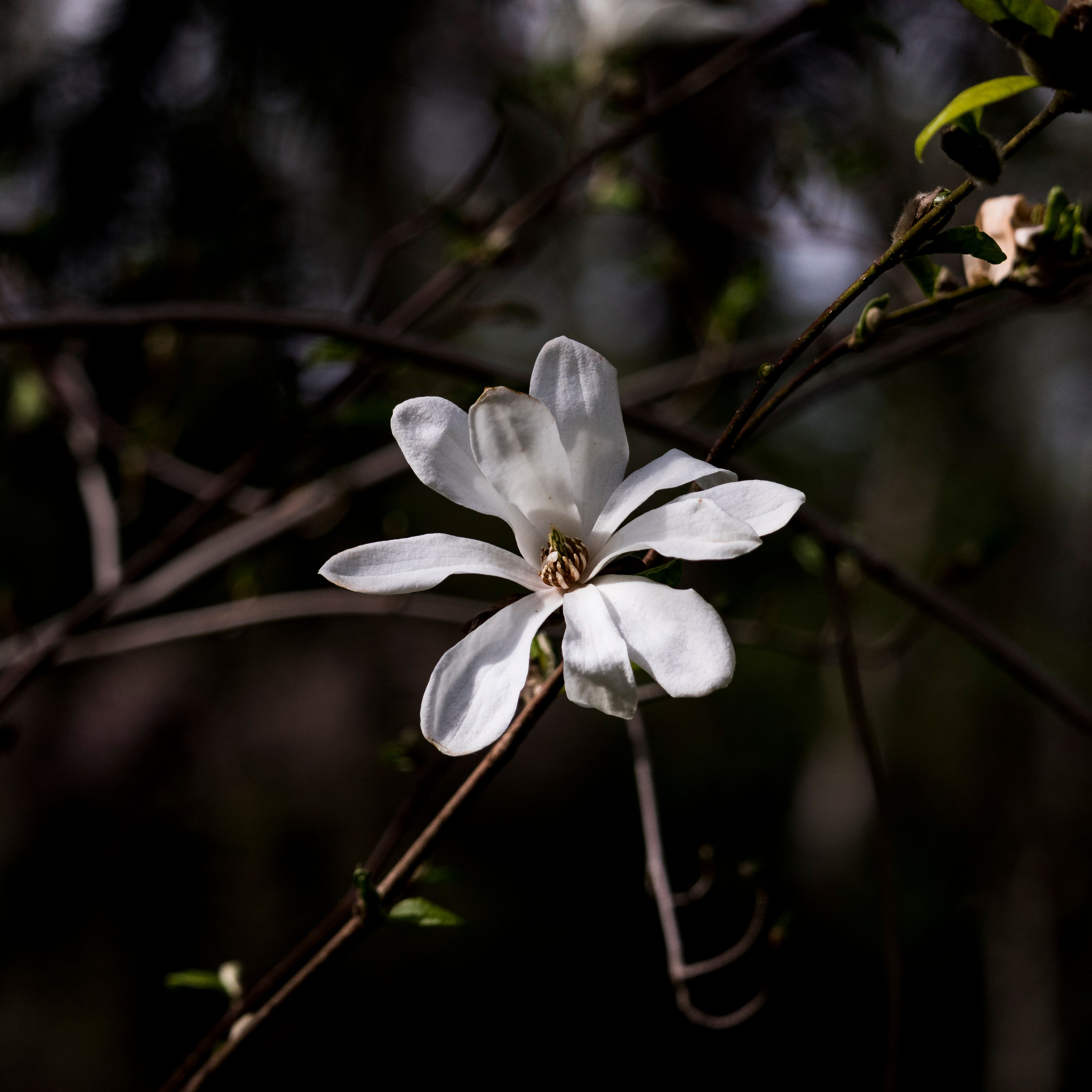 White Magnolia Flowers in Close-Up Photography · Free Stock Photo