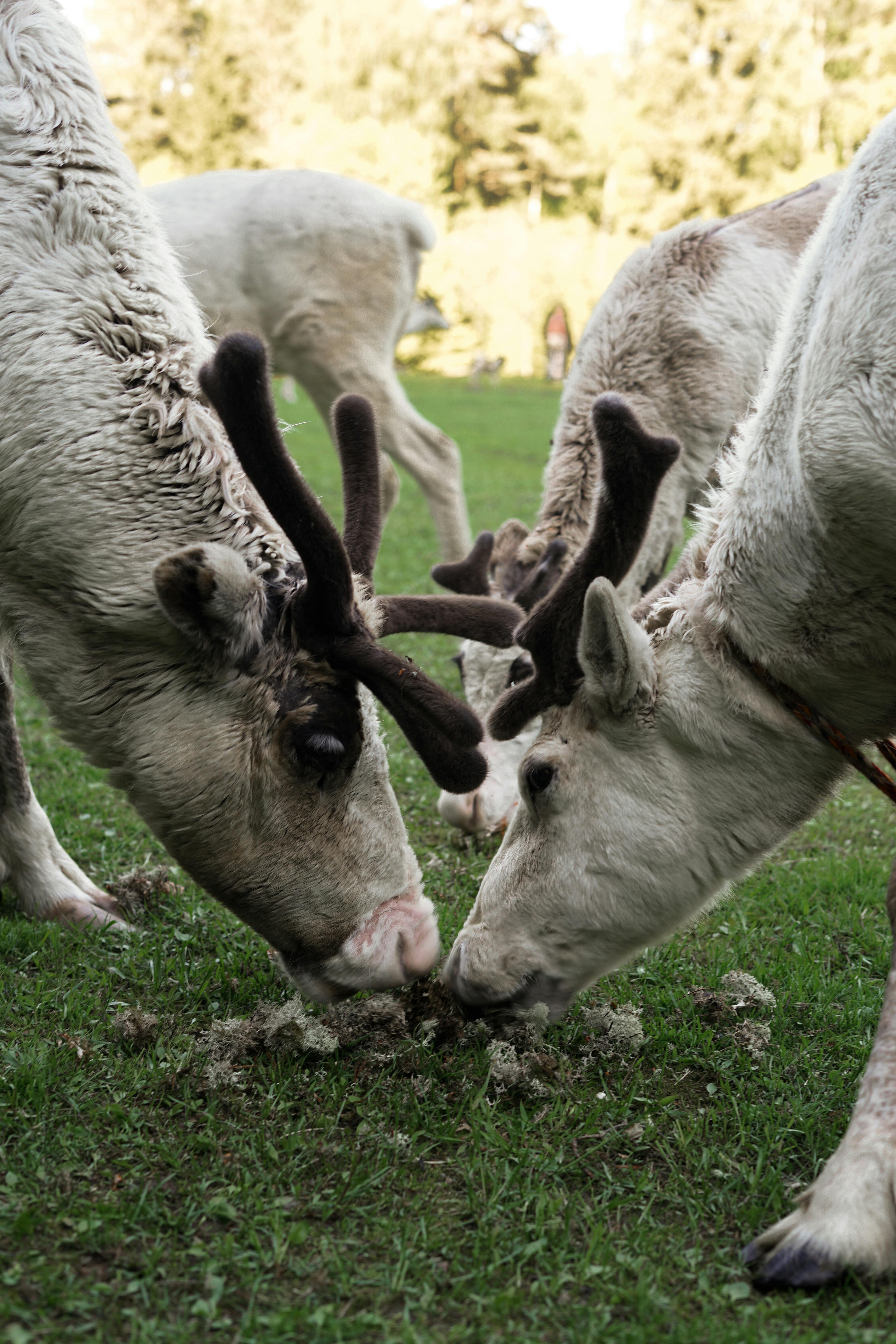 Reindeer Eating Photos, Download The BEST Free Reindeer Eating Stock ...