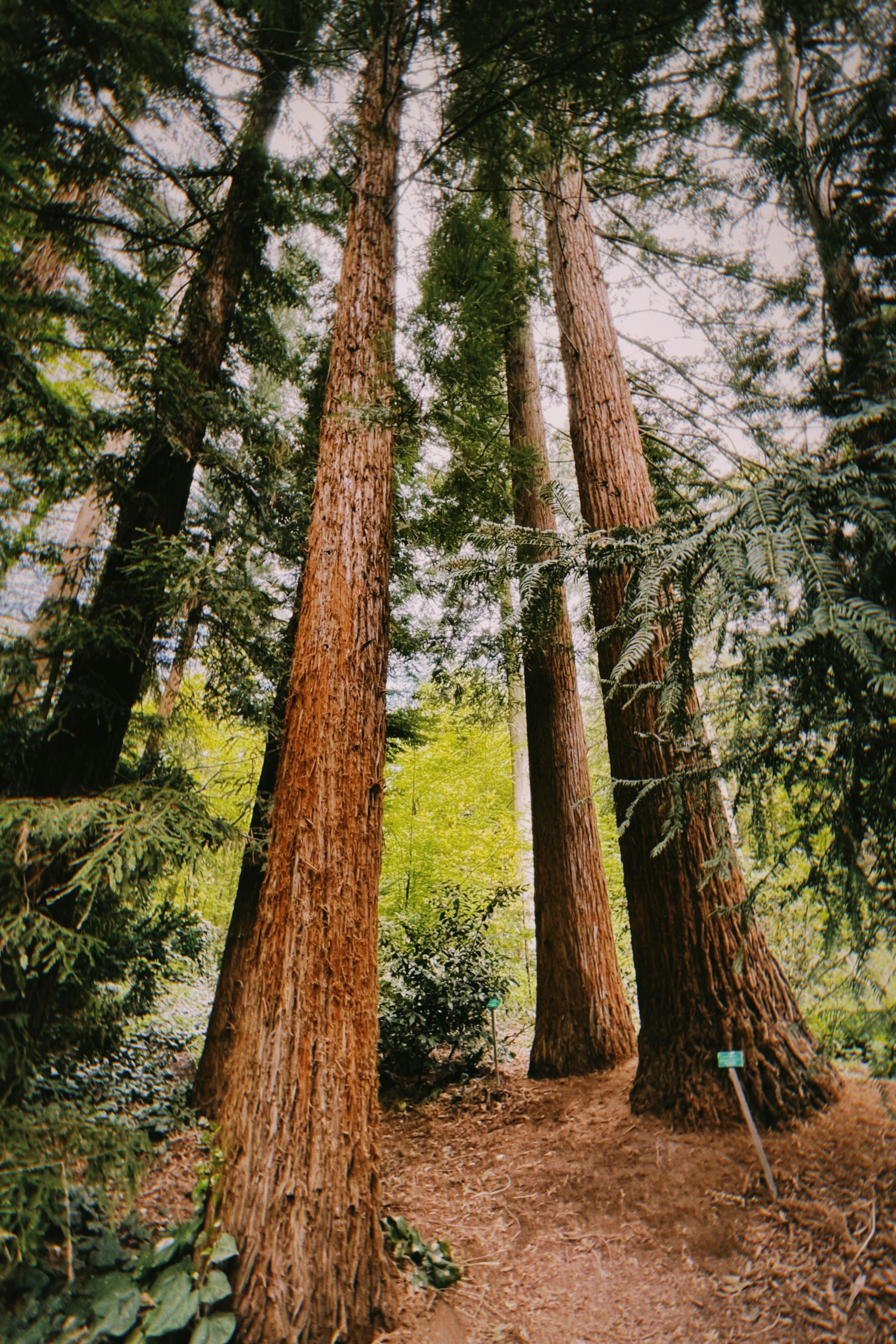 Tall Trees in the Forest · Free Stock Photo
