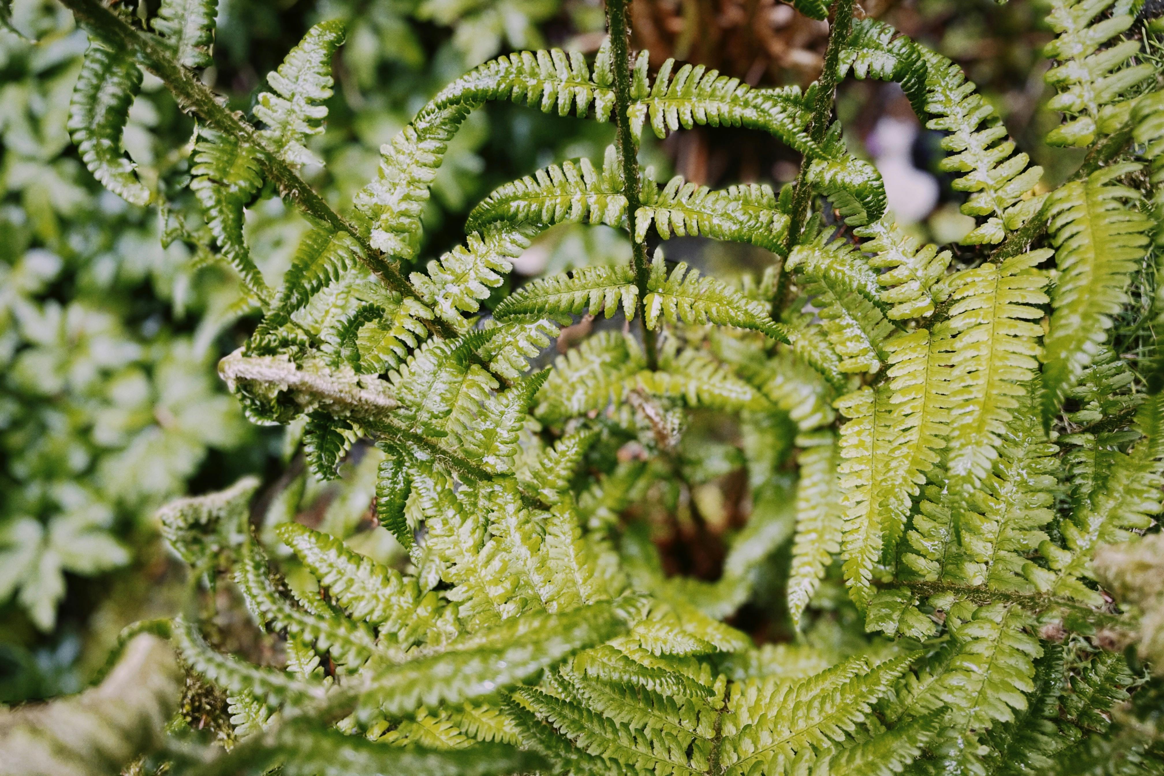 Green Leafed Plant · Free Stock Photo