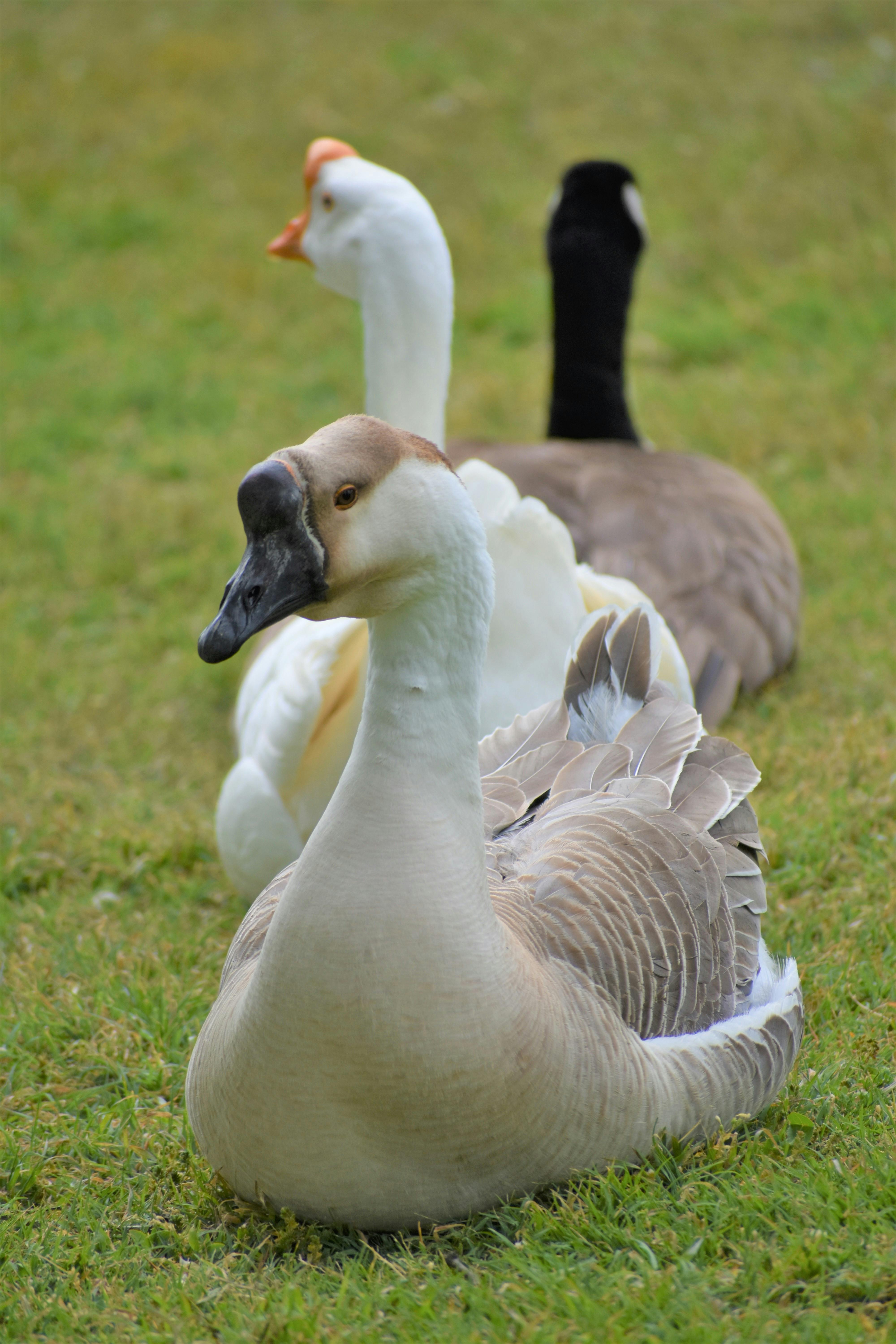 Birds In Field Photos, Download The BEST Free Birds In Field Stock ...