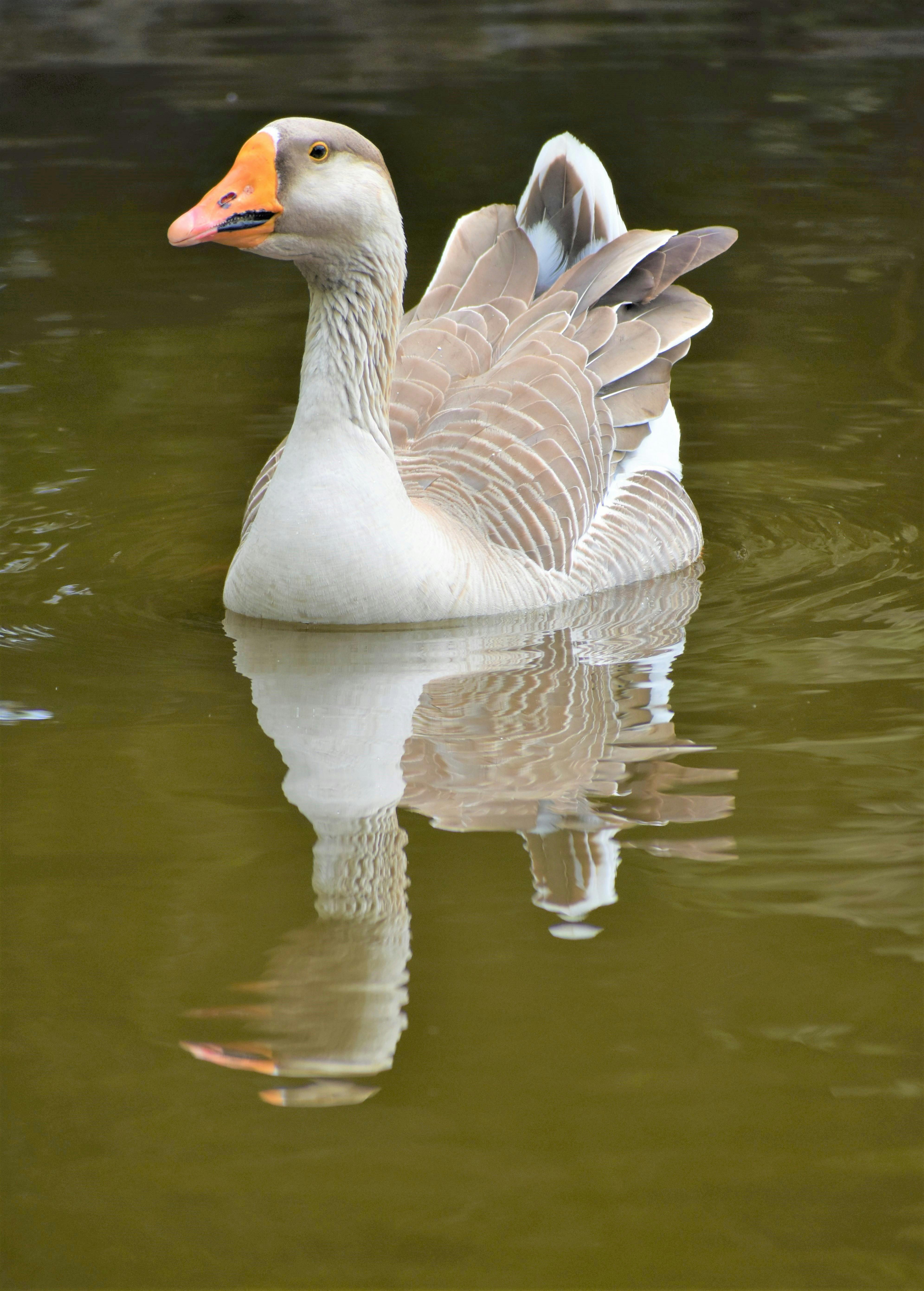 Chinese Goose on Water · Free Stock Photo