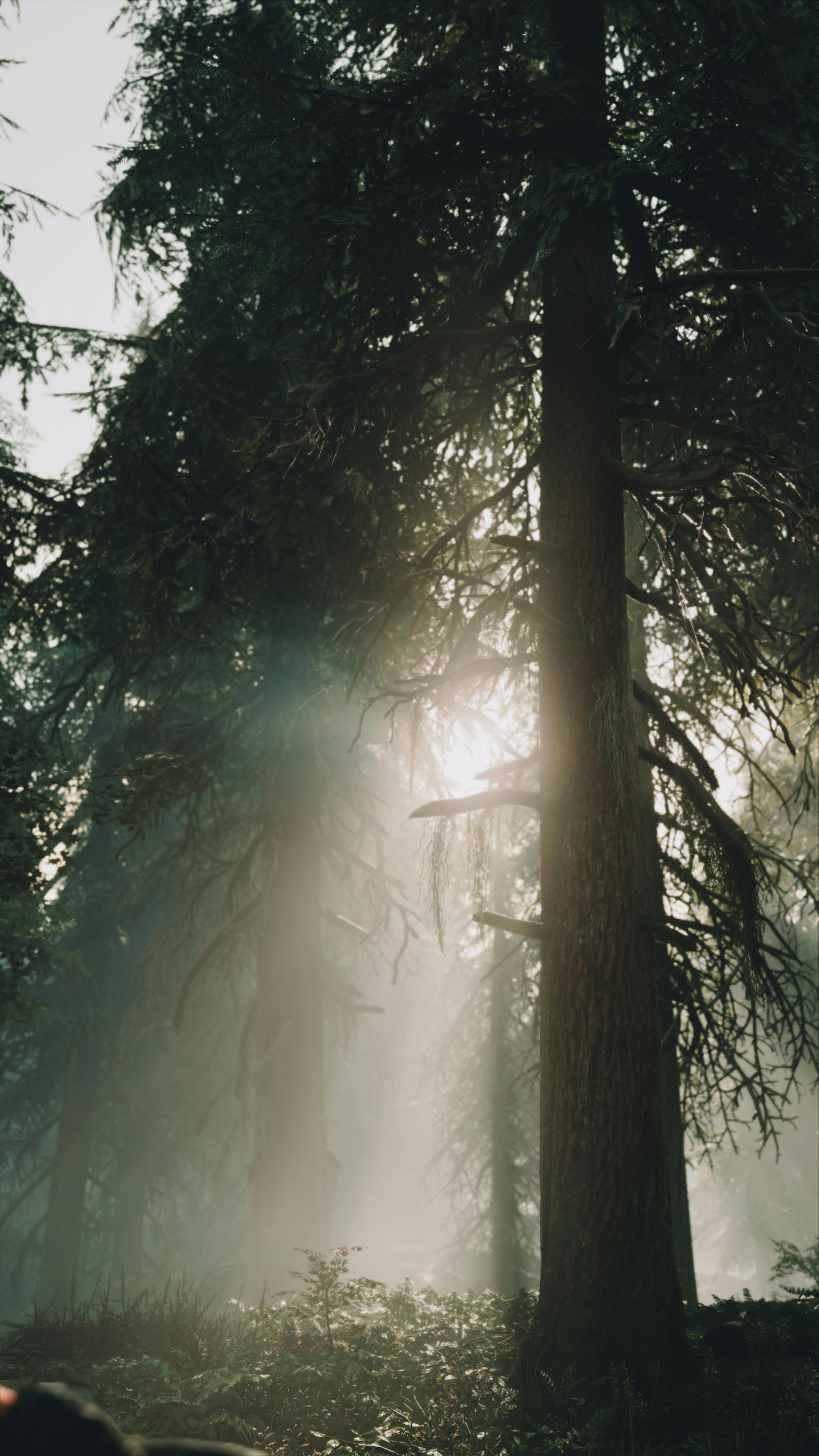 Sunbeam through Trees · Free Stock Photo