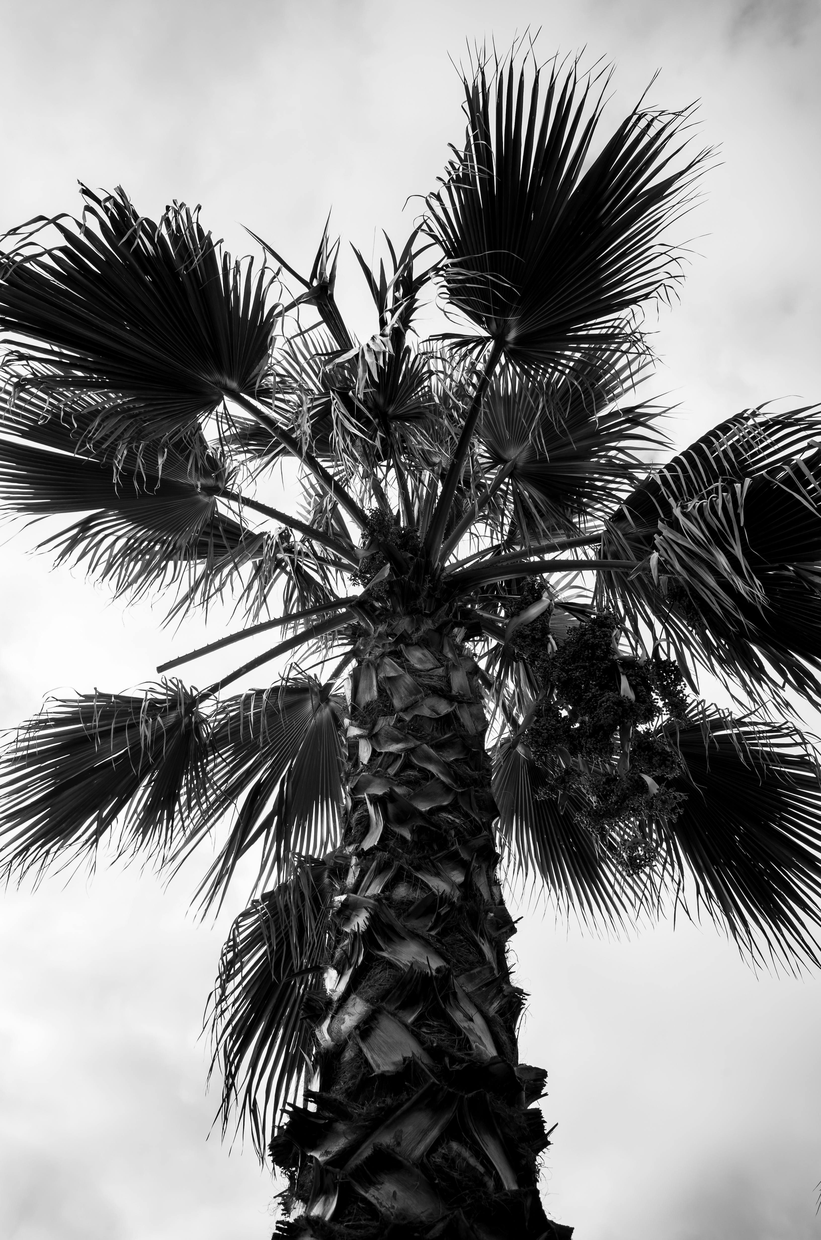Palm Trees in Black and White · Free Stock Photo