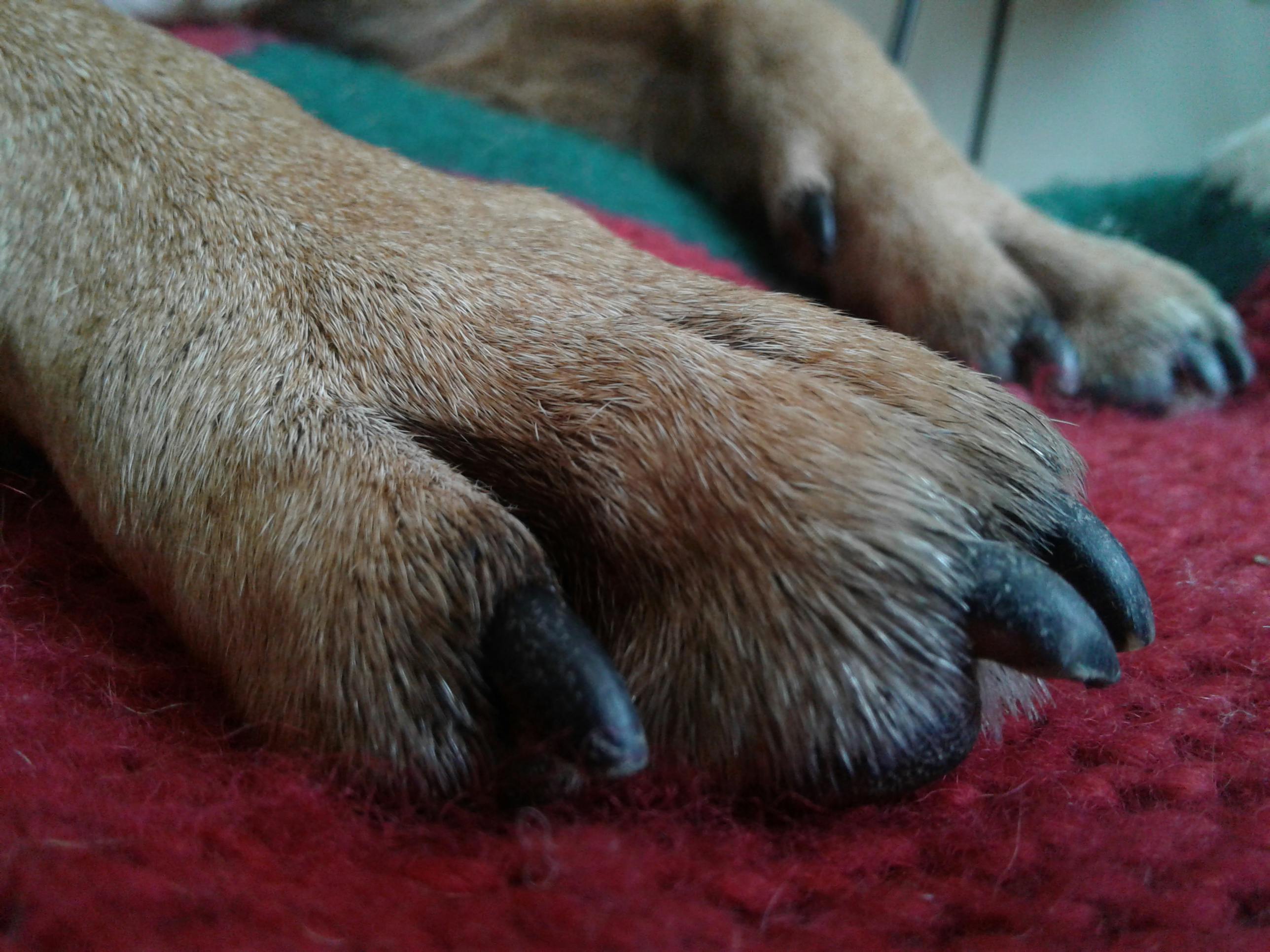 Free stock photo of dog, Dogs paw, paw