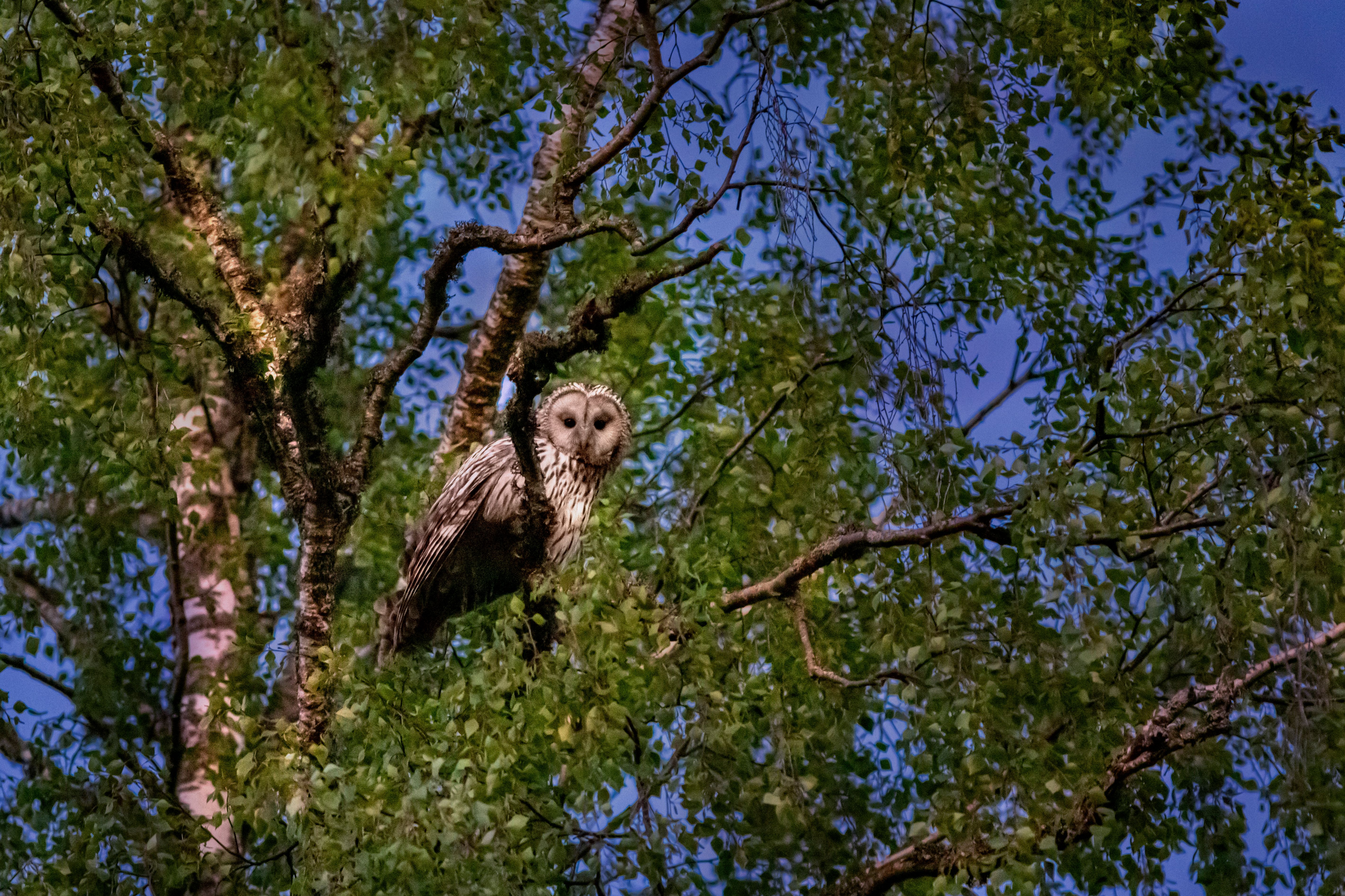 A Brown Owl on a Tree Branch · Free Stock Photo