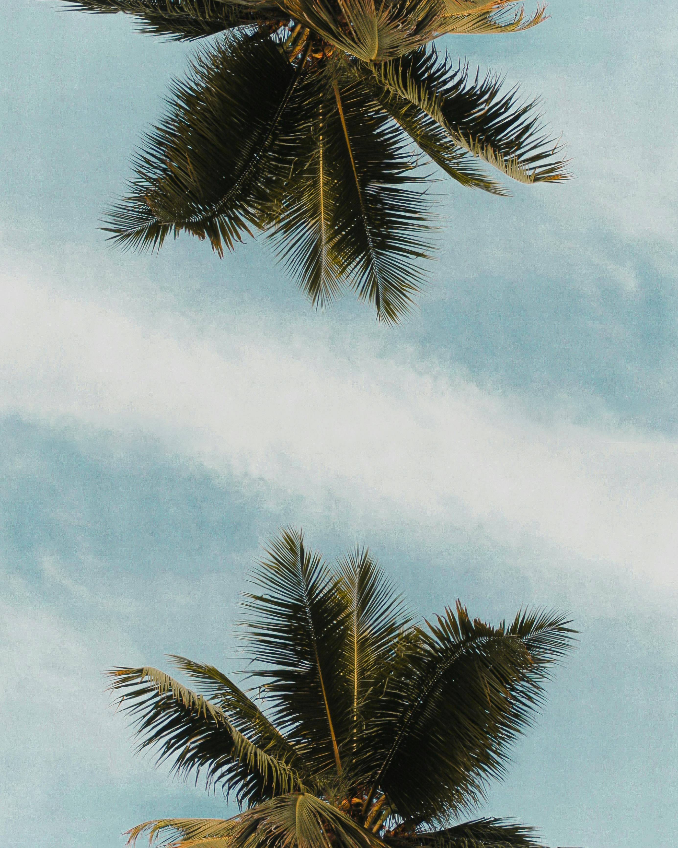 Green Palm Tree · Free Stock Photo