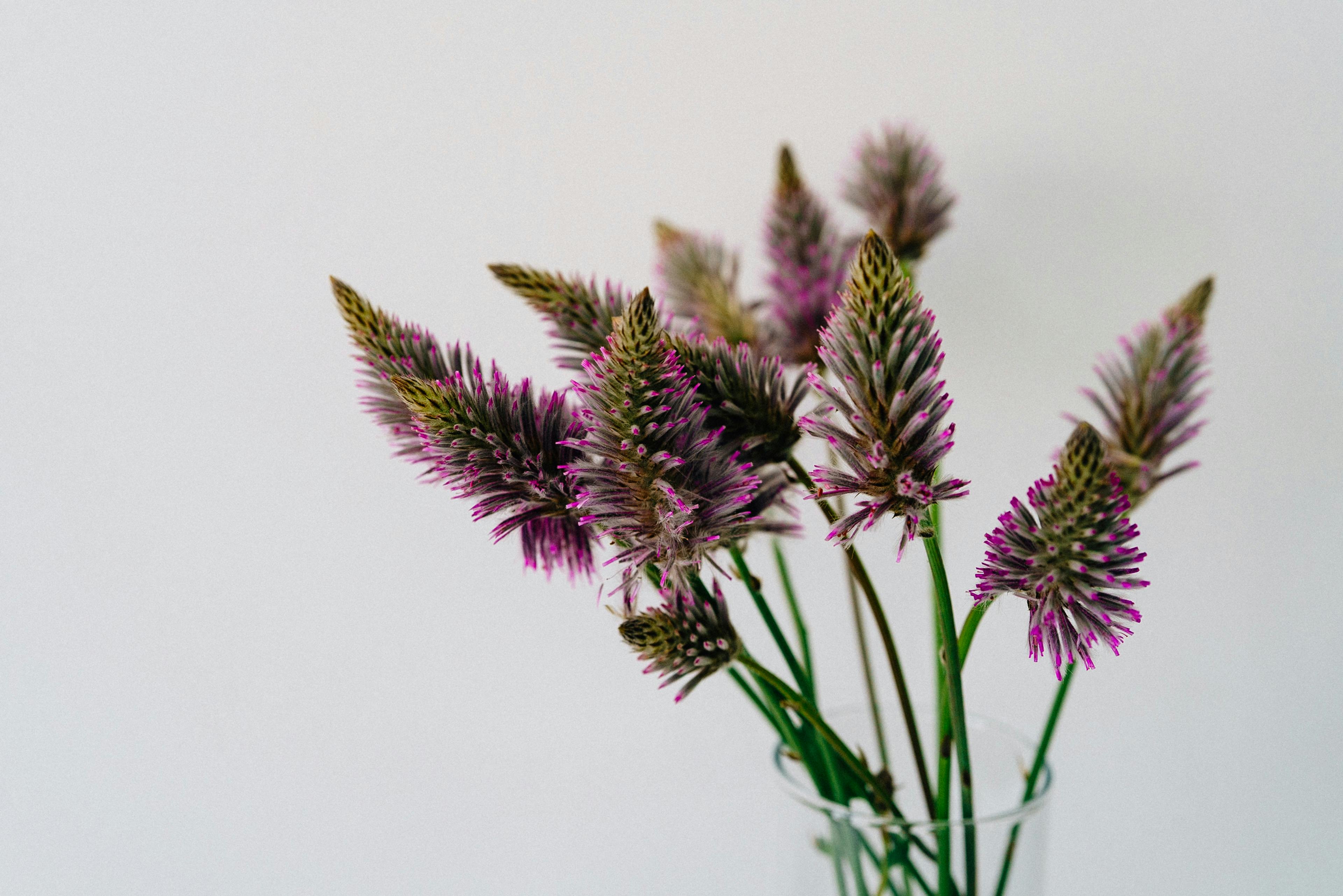 Mulla Poo Photos, Download Free Mulla Poo Stock Photos & HD Images