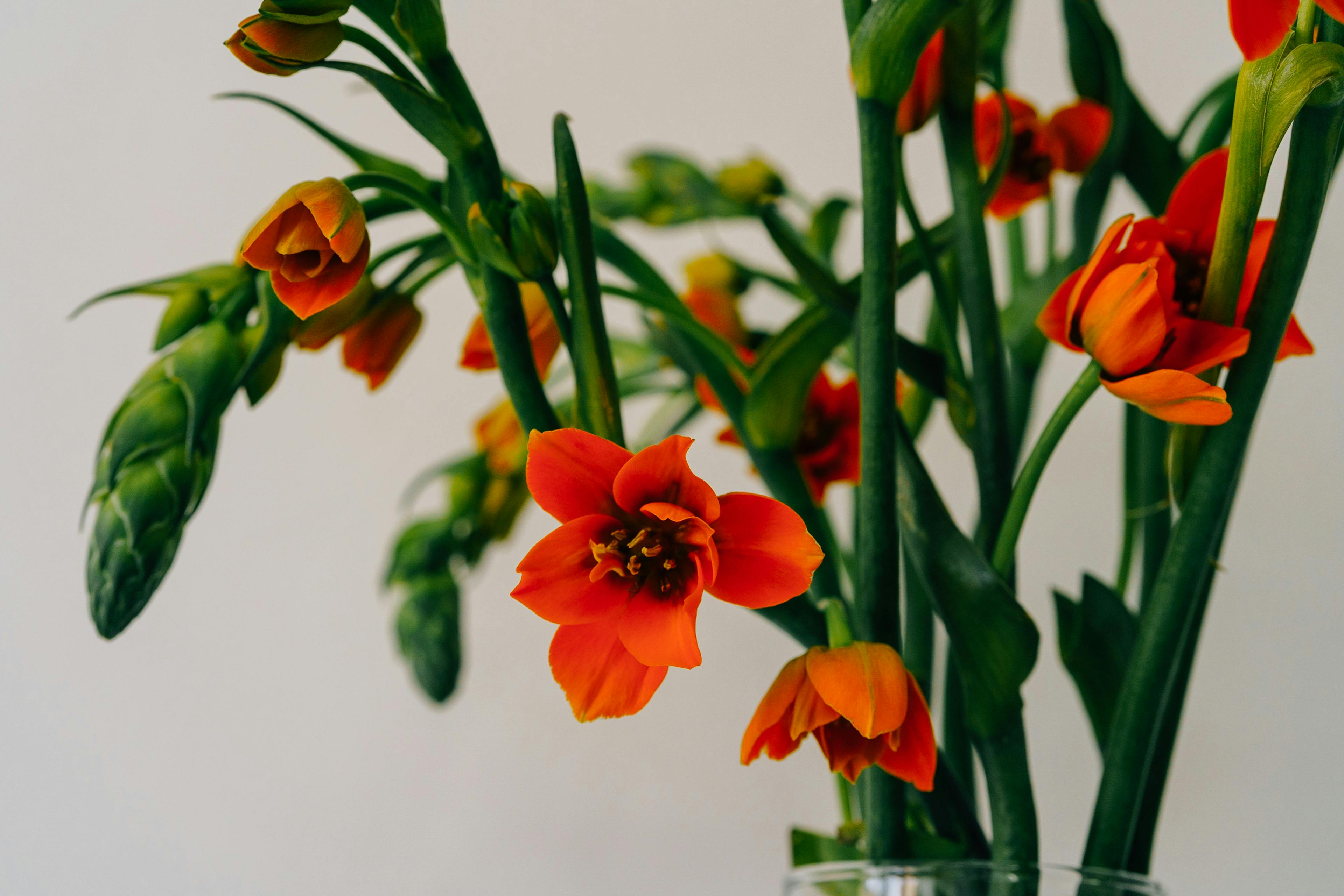 Top View of Budding Flower · Free Stock Photo