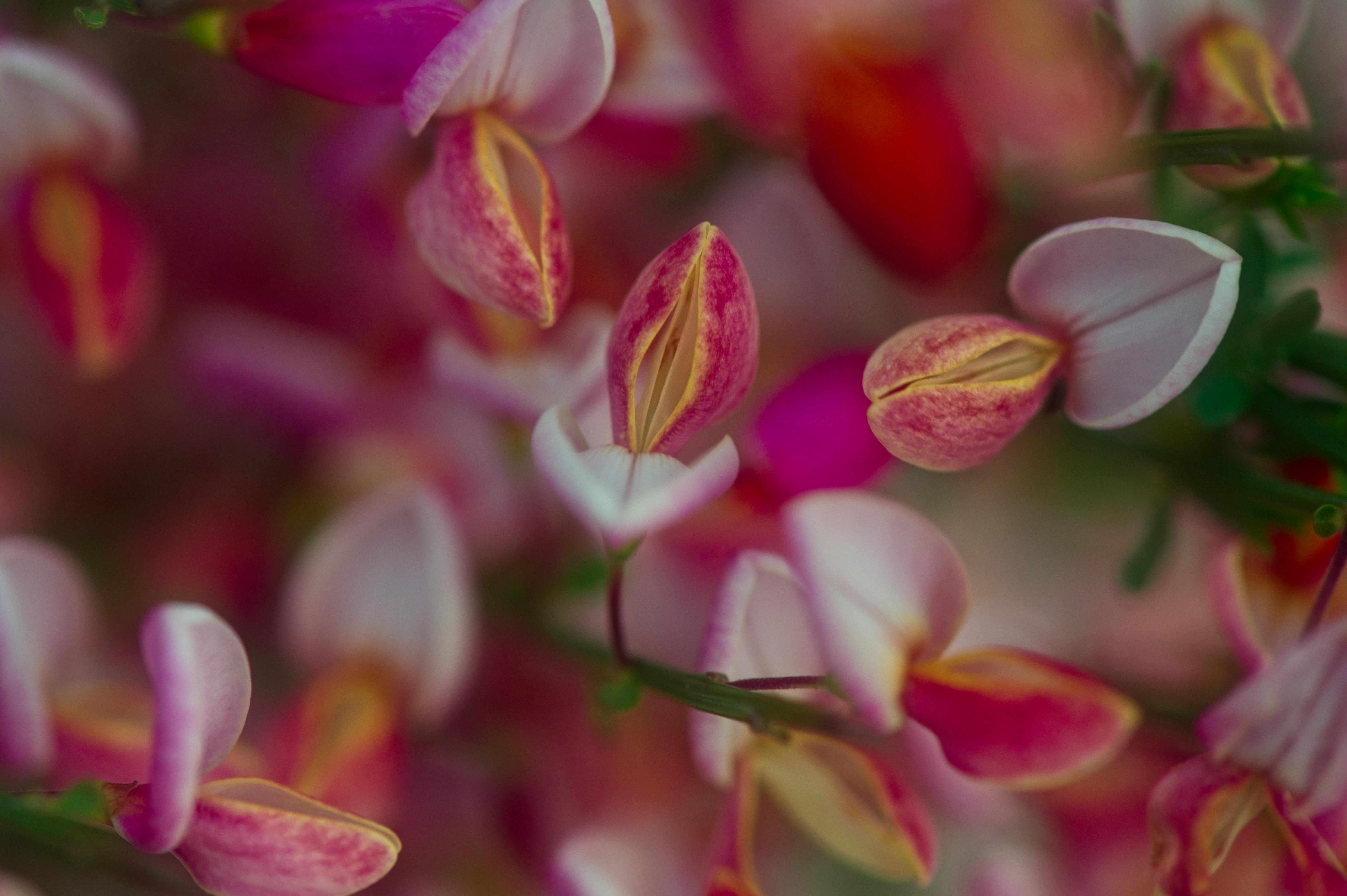 Pink Flowers in Close Up Shot · Free Stock Photo