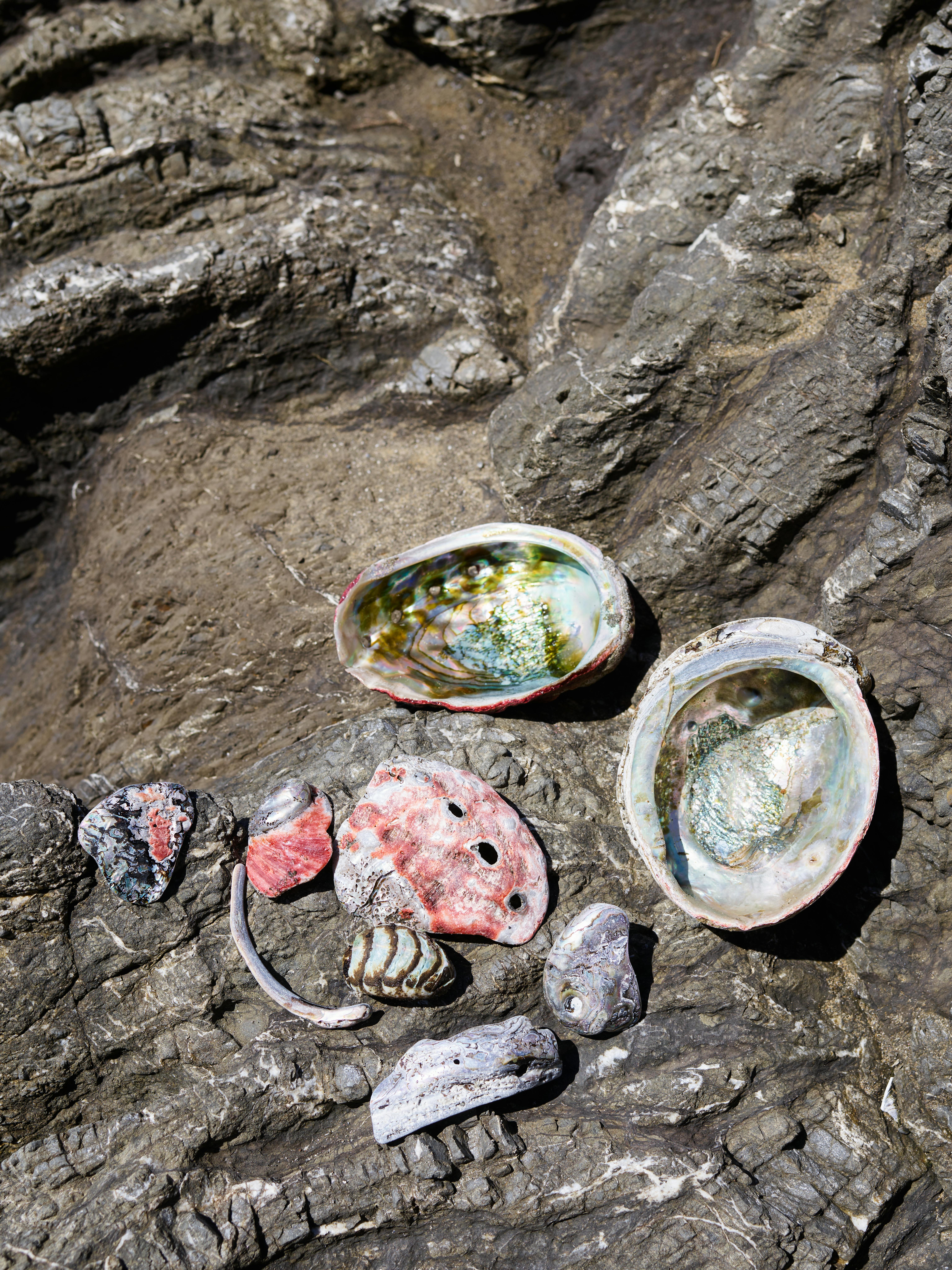 Close-up of Shells on a Rock · Free Stock Photo