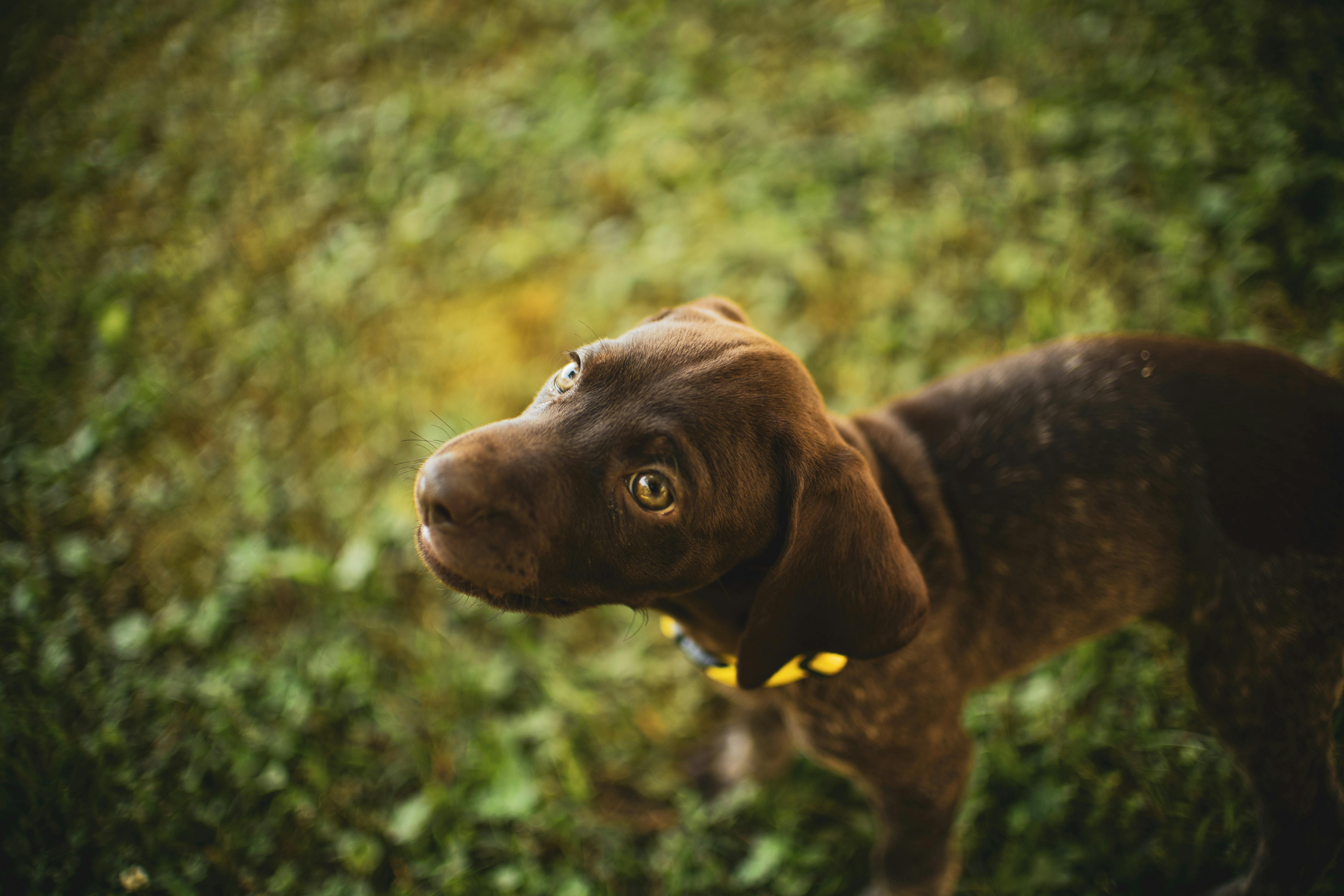 Brown Dog Standing on Grass · Free Stock Photo