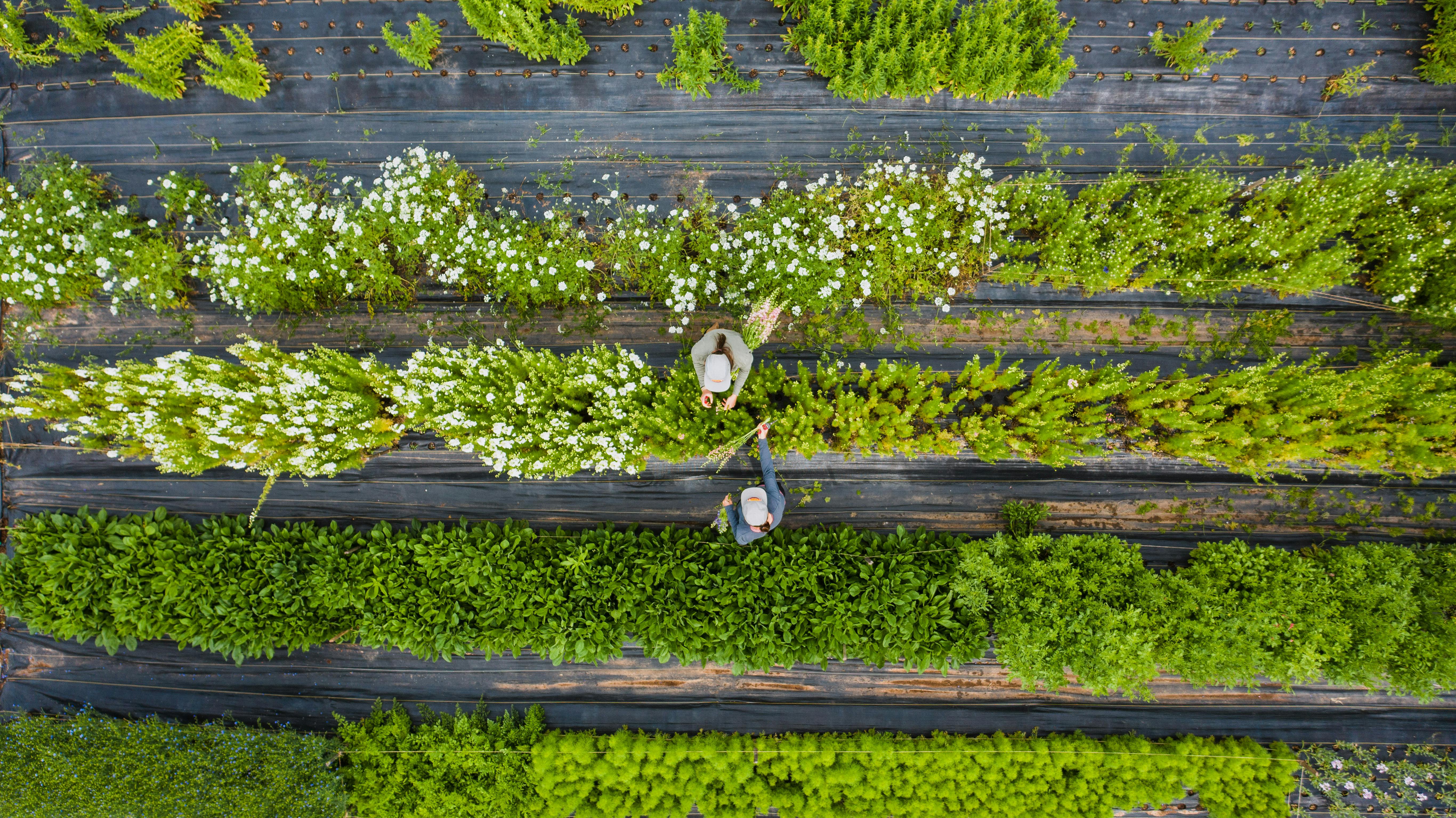 People working on plantations with fresh winter savory · Free Stock Photo