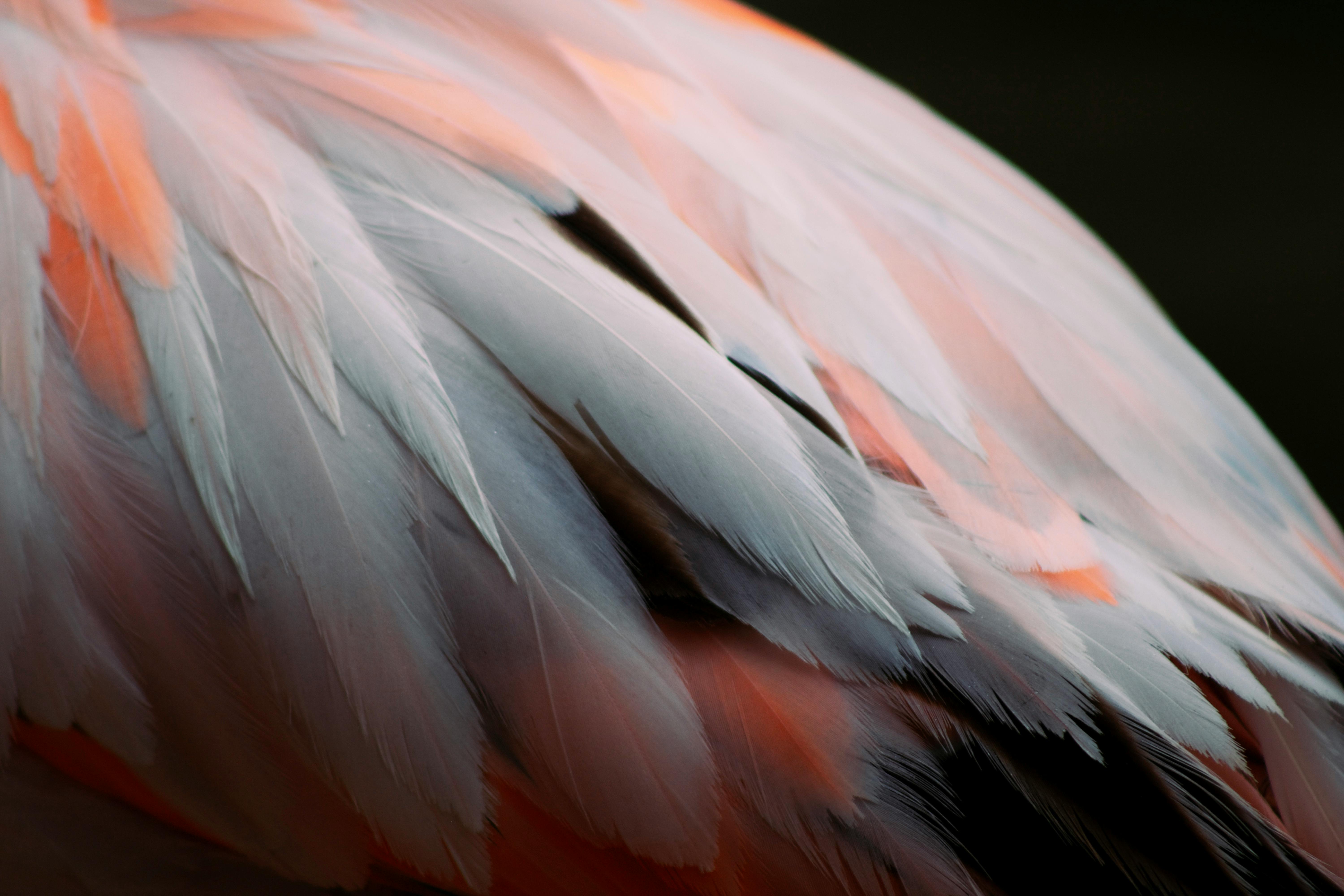 Close Up Photo of Bird's Feathers · Free Stock Photo