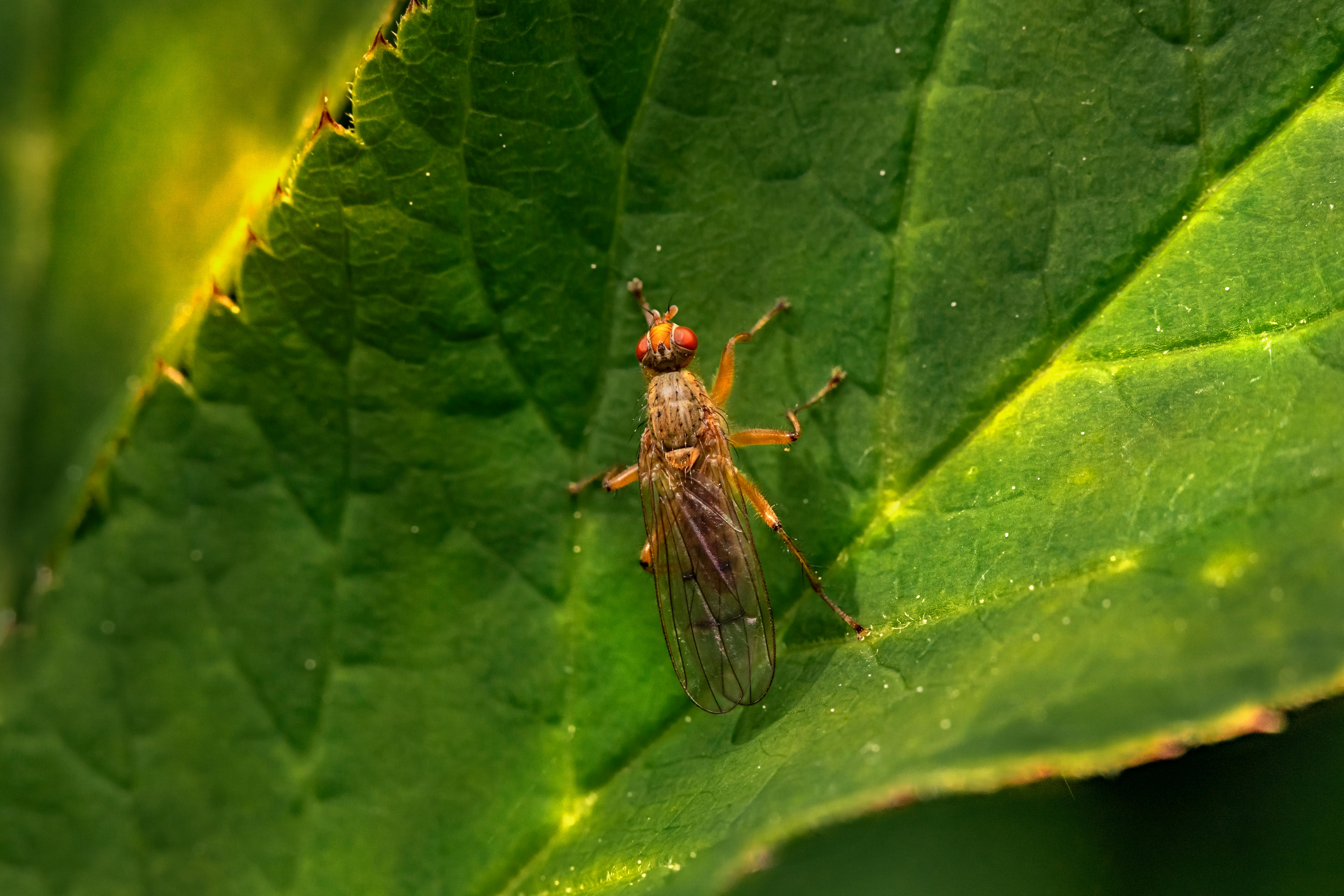 Insect on Green Leaf · Free Stock Photo