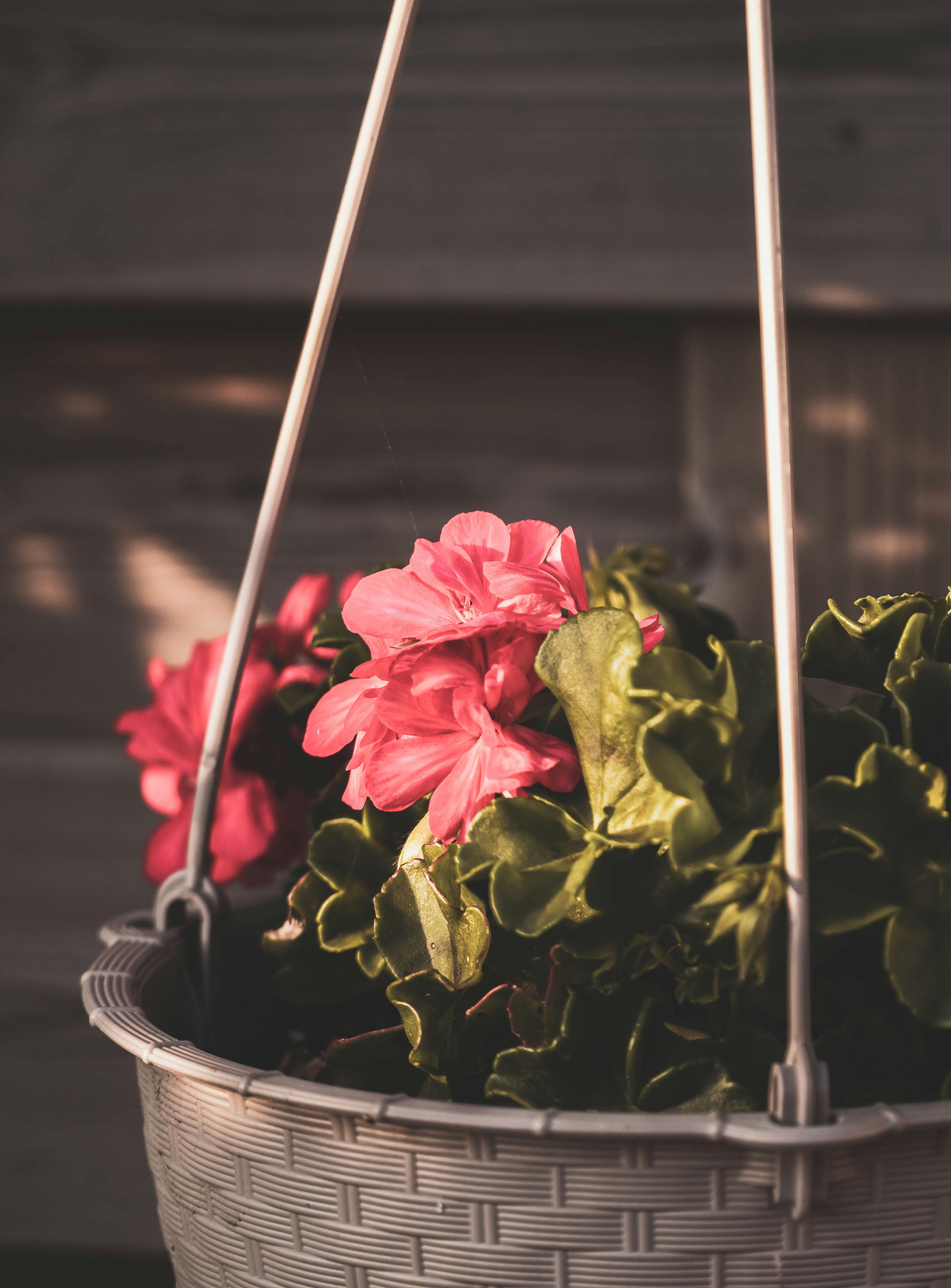 Pink Flowers with Dedication · Free Stock Photo