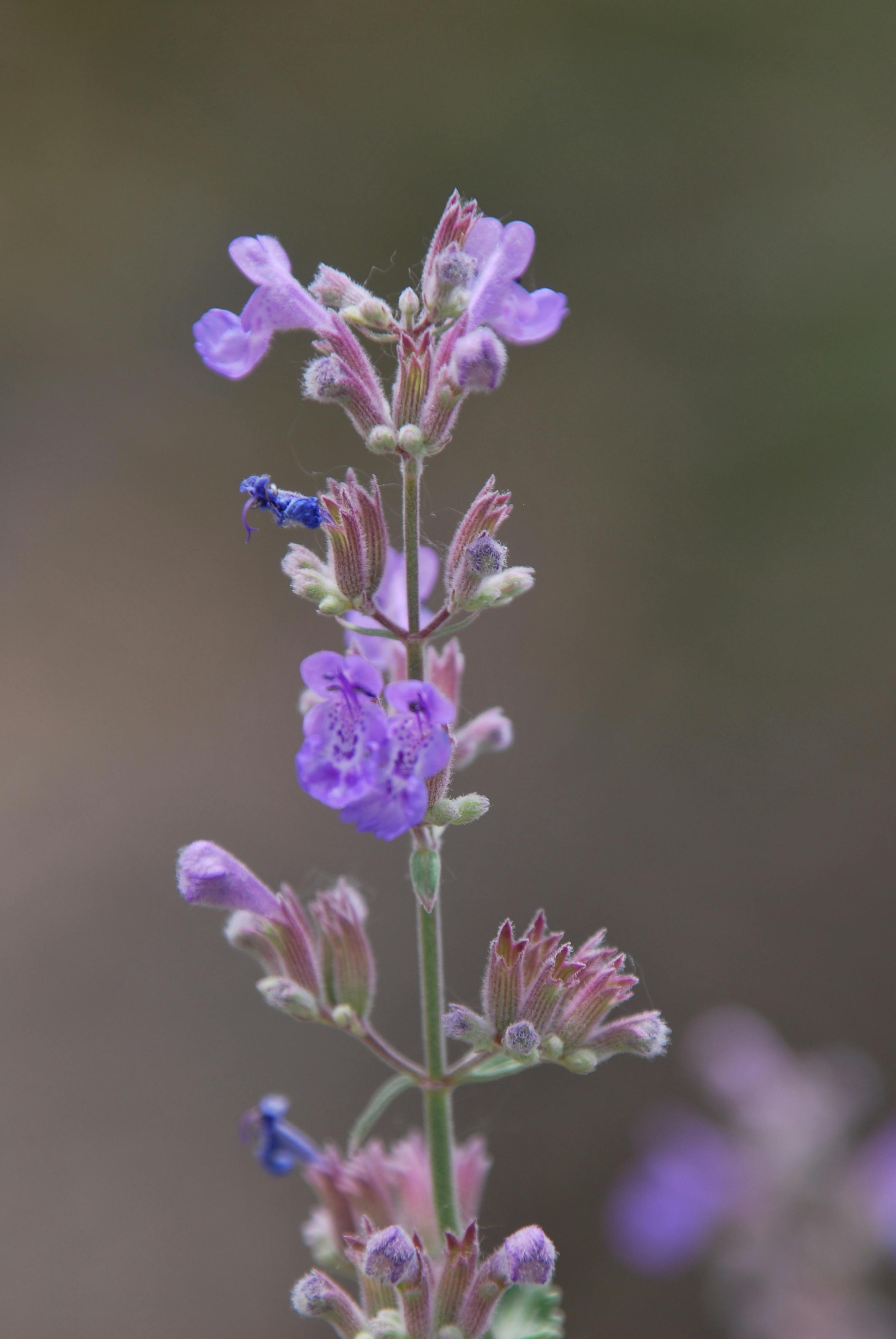 Lavender Buds Photos, Download The BEST Free Lavender Buds Stock Photos ...