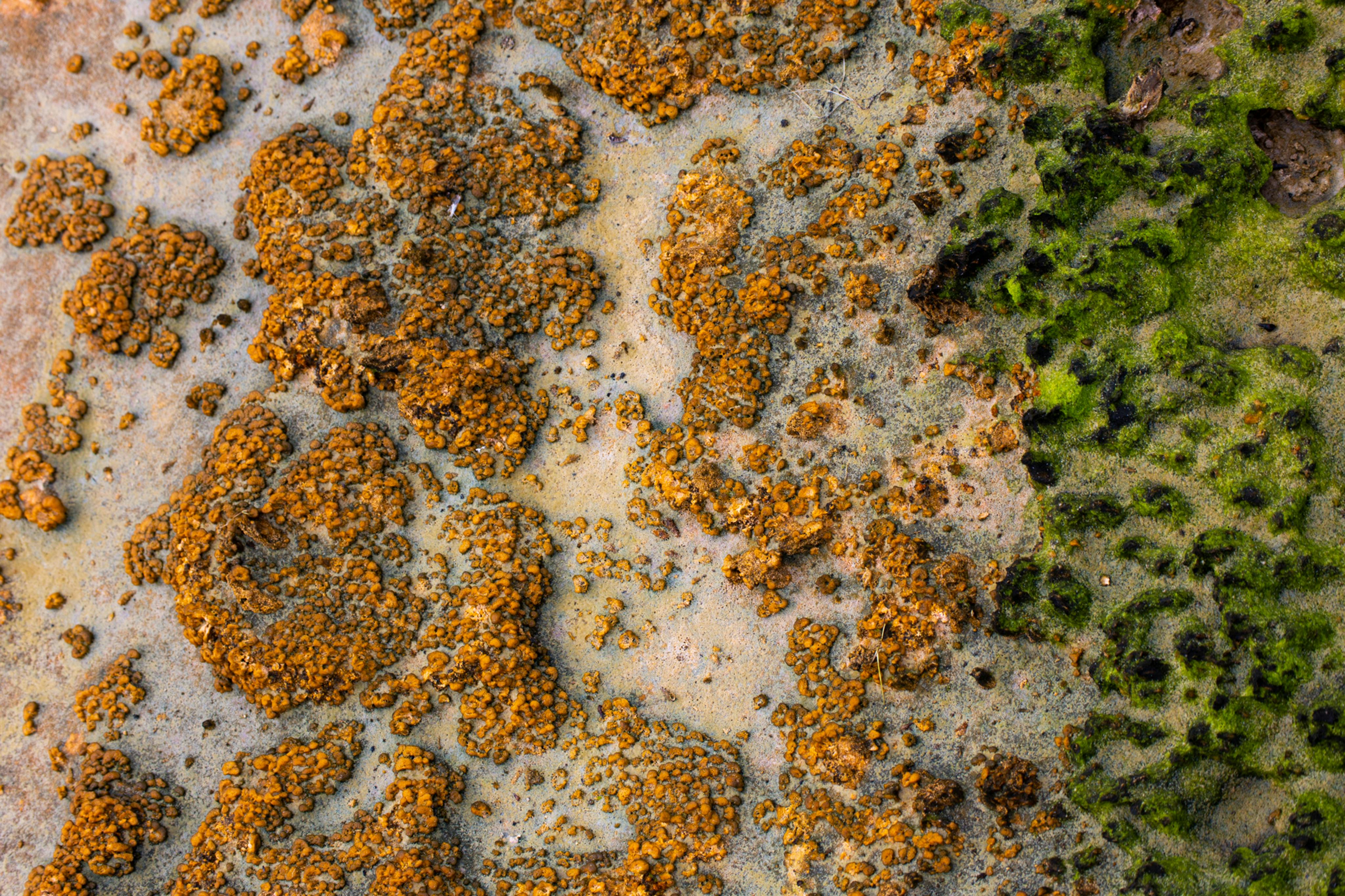 Beach Rocks Covered in a Brown Lichen · Free Stock Photo