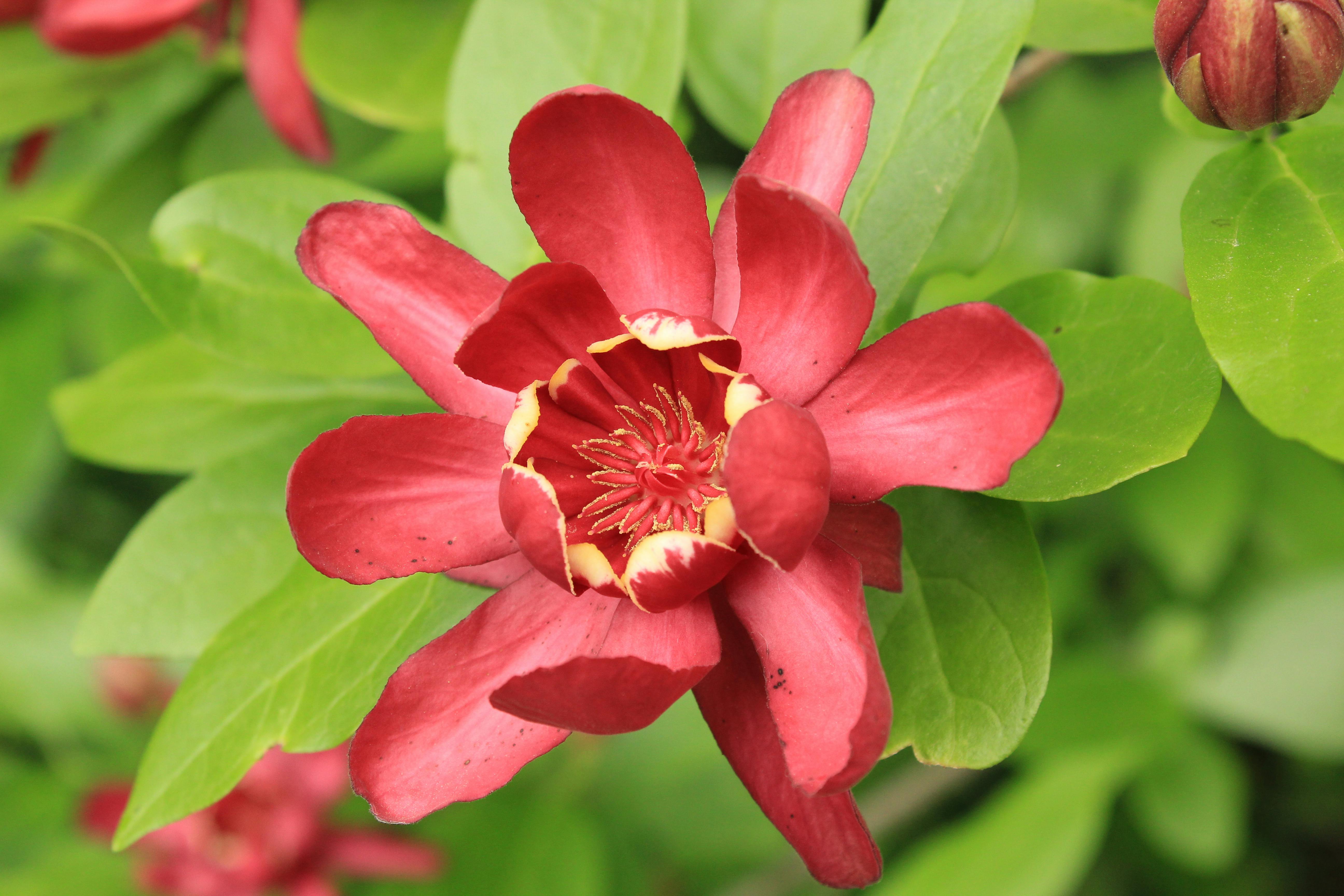Annatto Flower in Close-up Photography · Free Stock Photo
