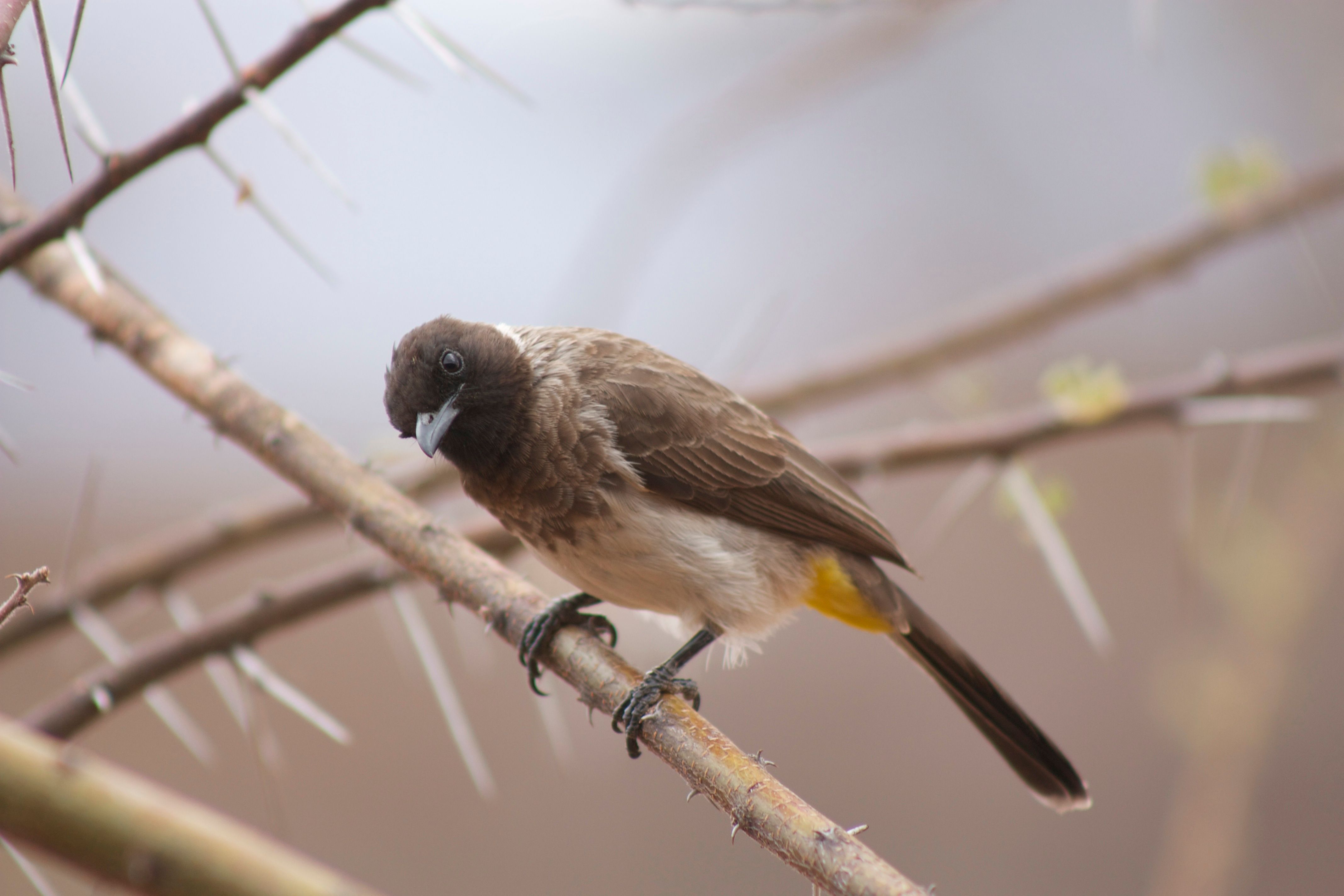Common Bulbul Bird Perched on the Stick · Free Stock Photo