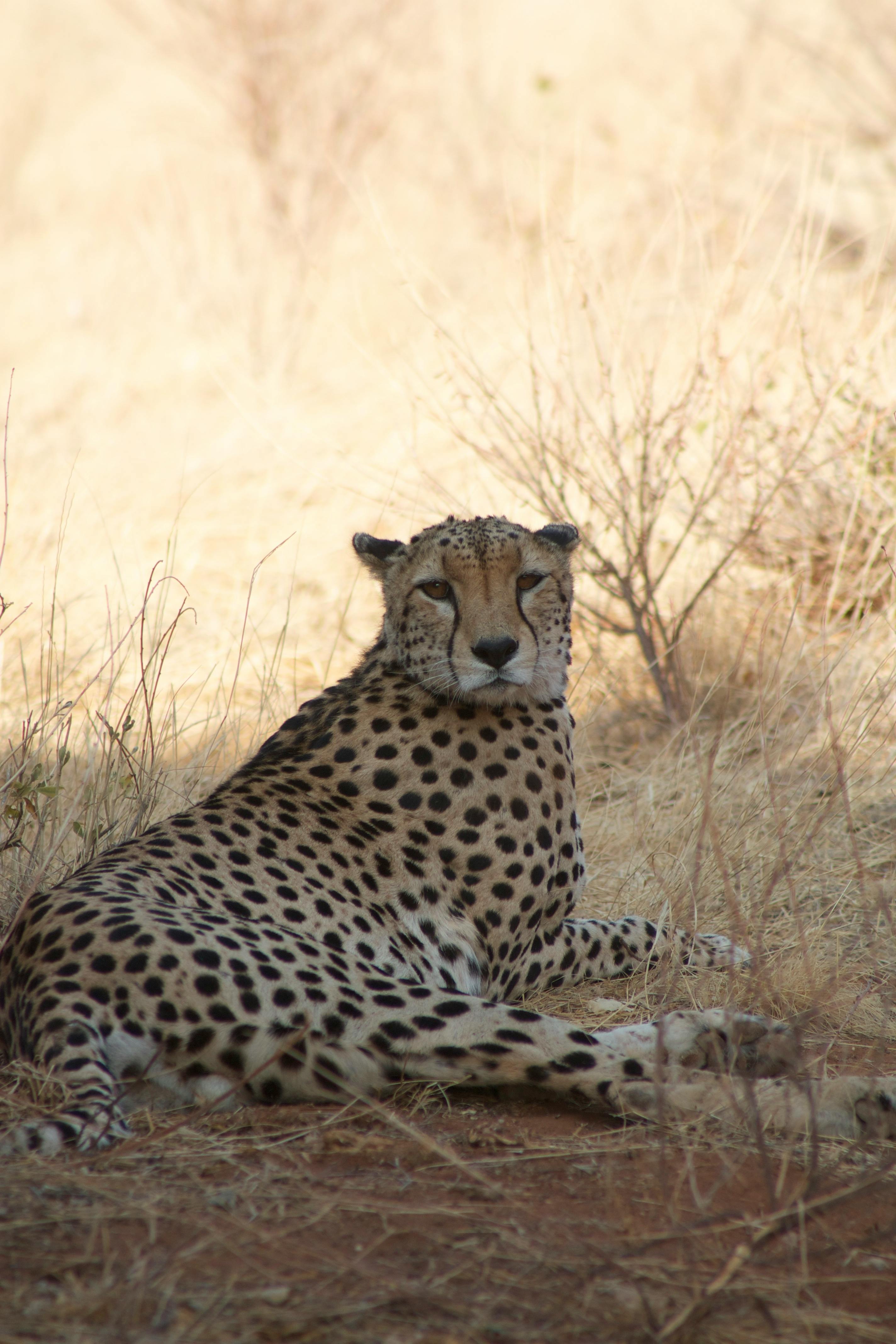 A Cheetah Lying Down on the Ground · Free Stock Photo