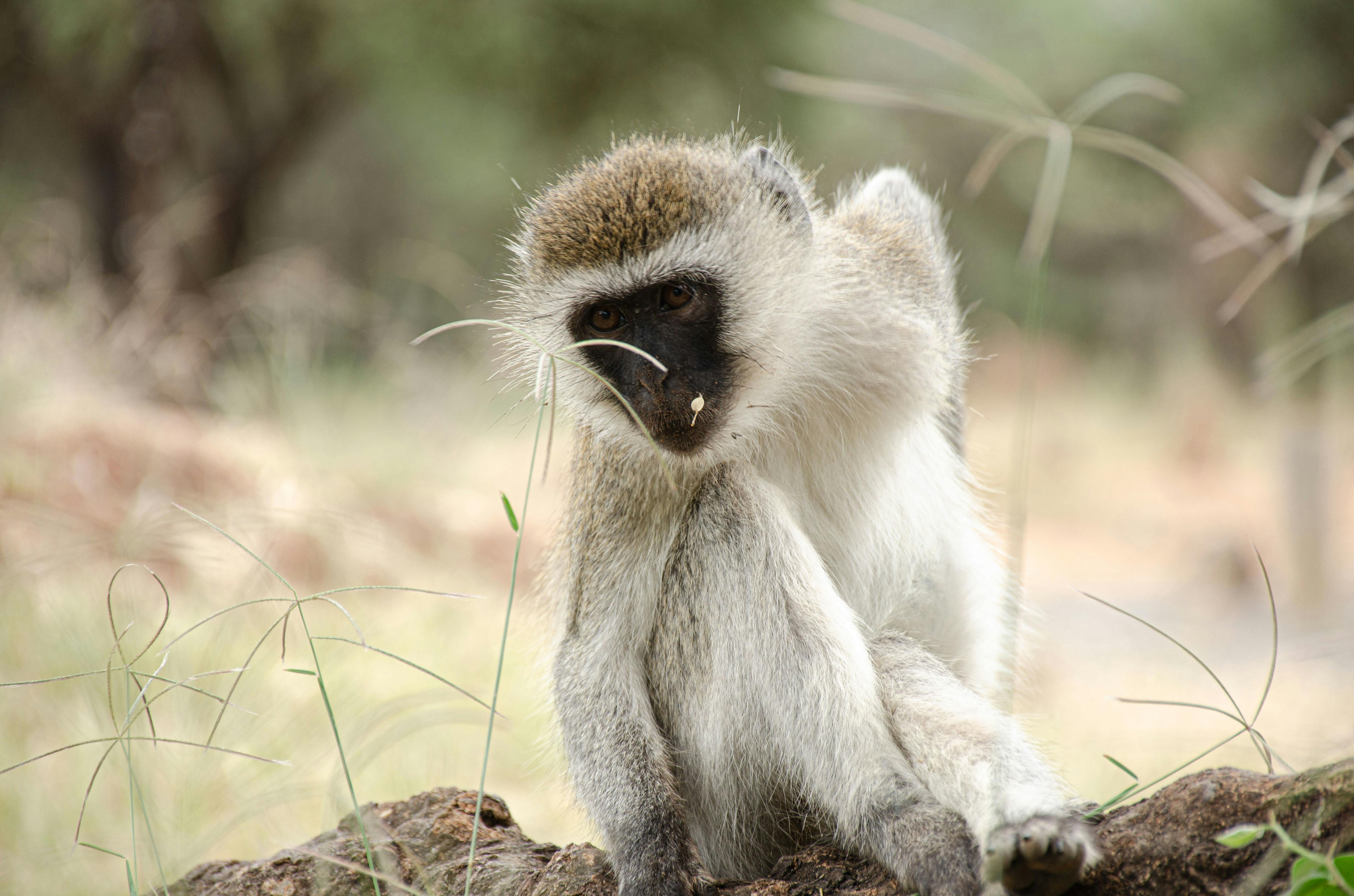 1,000+ Best Monkey Images · 100% Free Download · Pexels Stock Photos