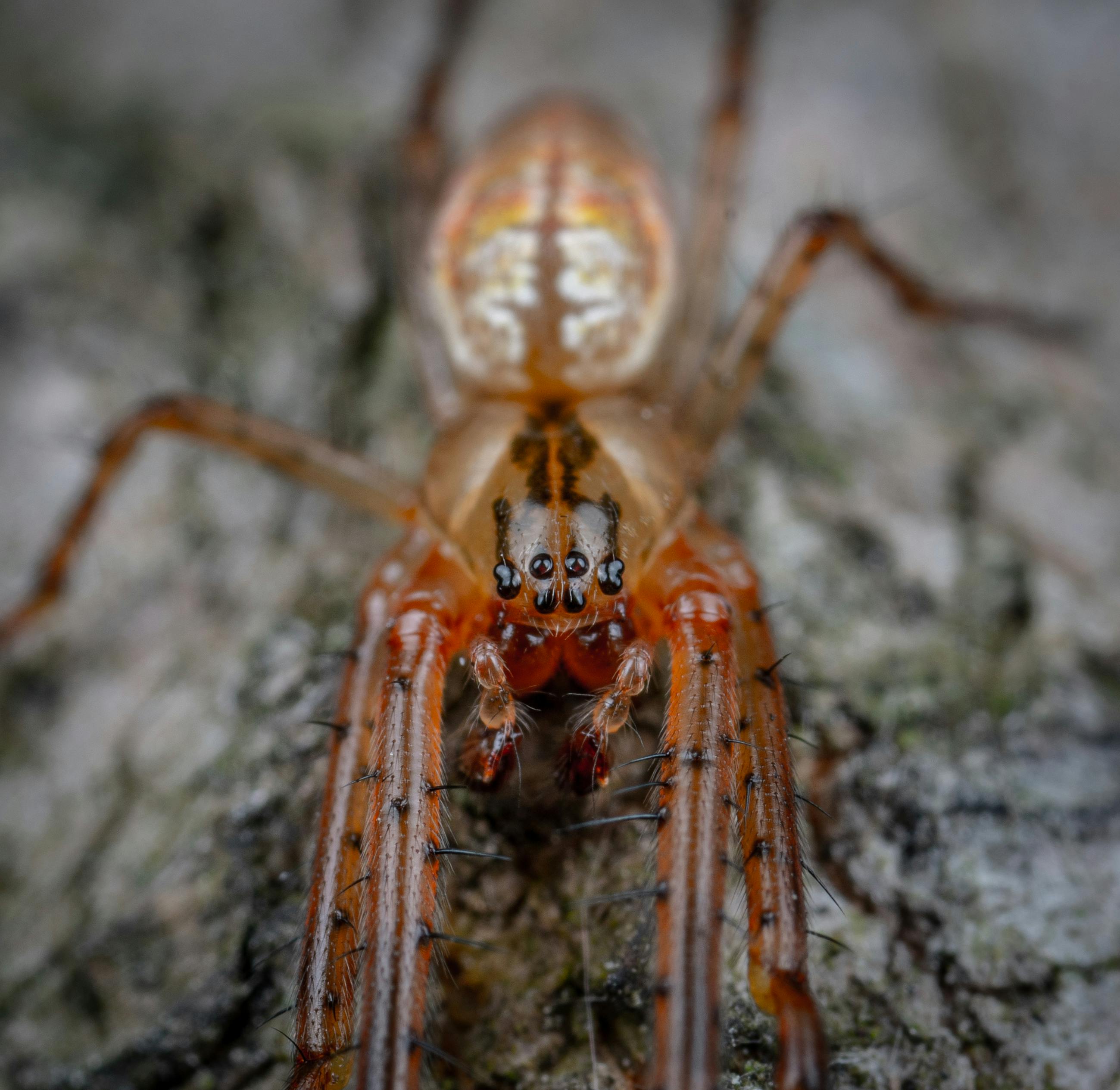 Selective Focus Photo of Spider · Free Stock Photo