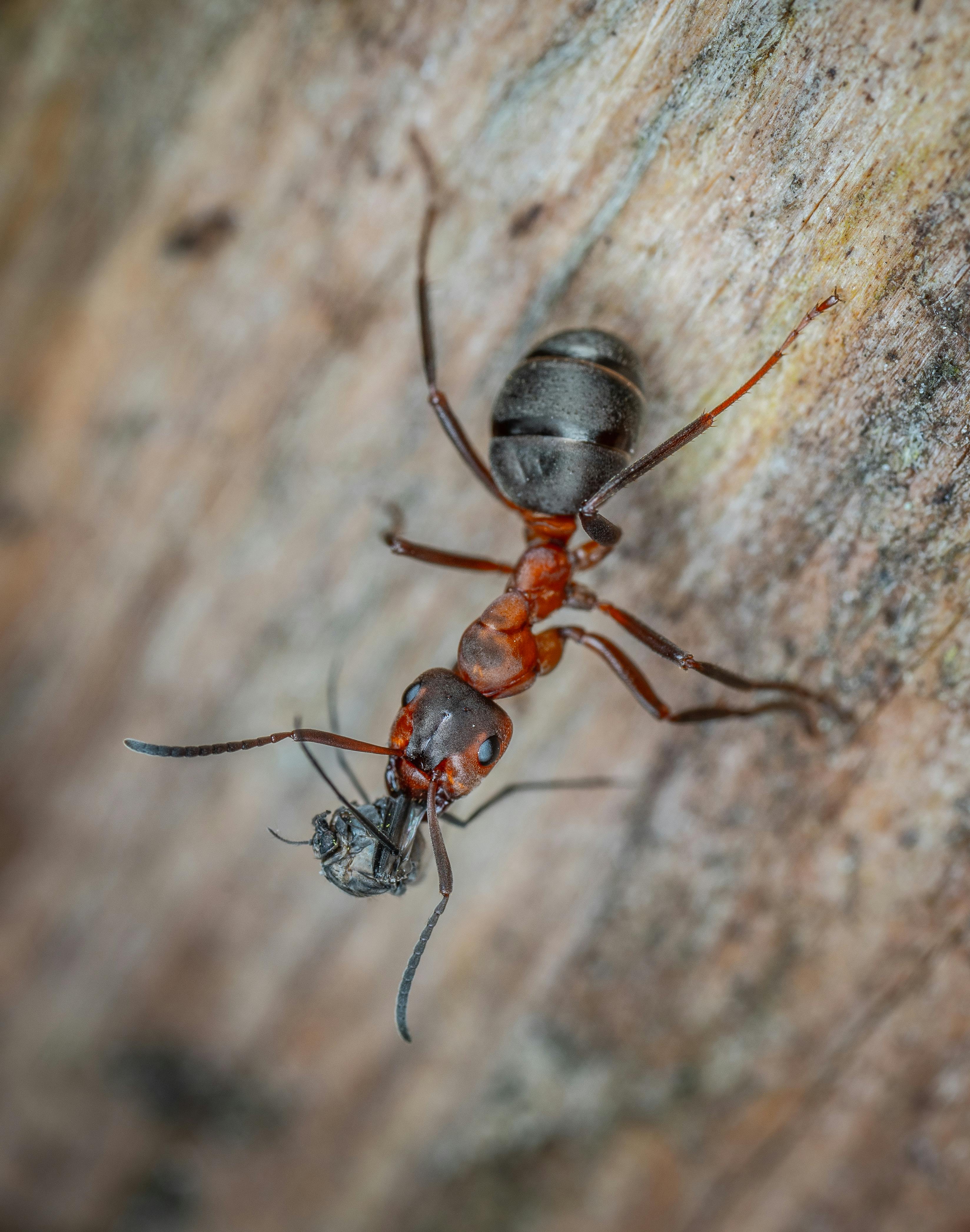 Close Up Shot of an Ant · Free Stock Photo