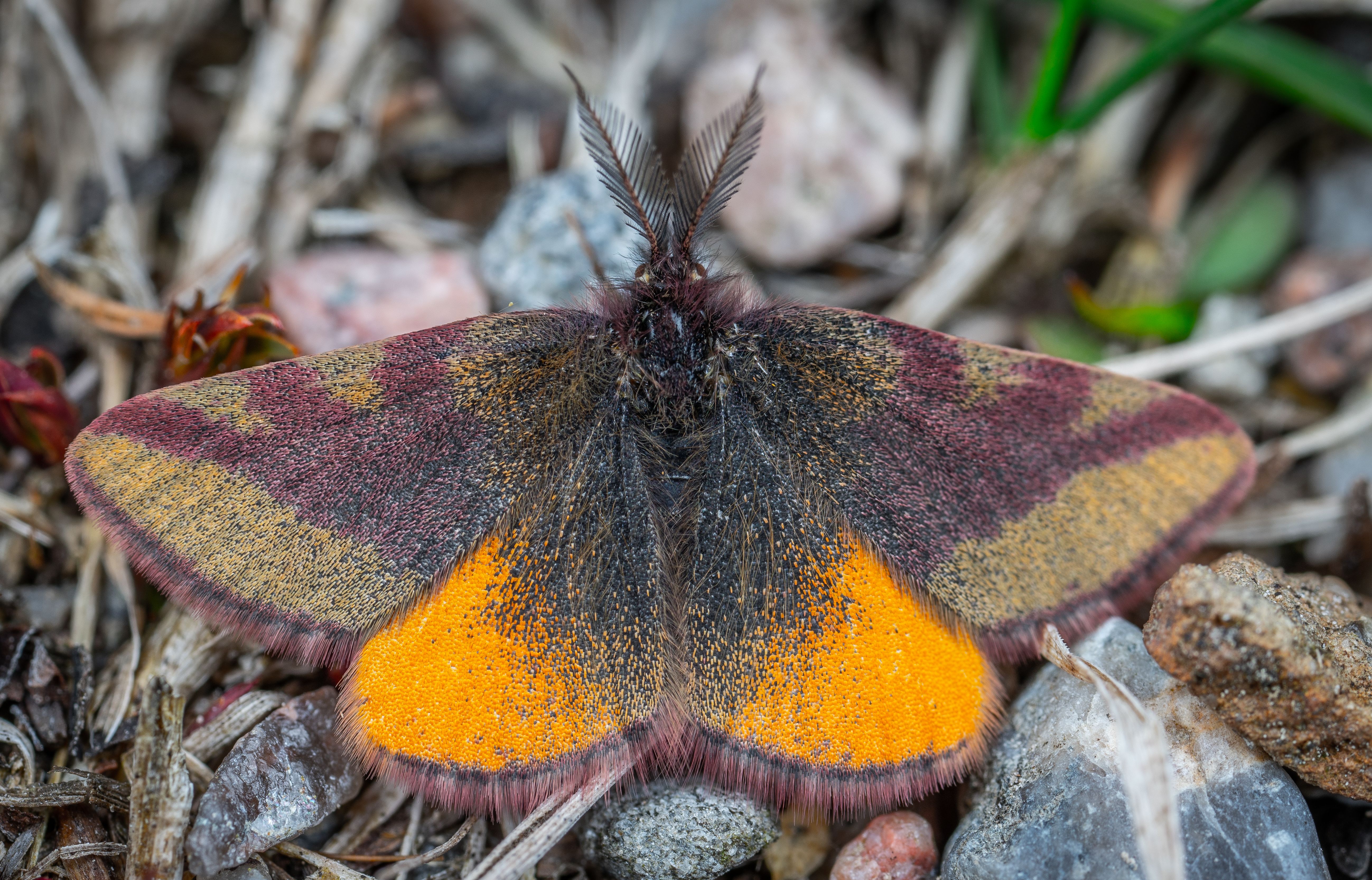 Close Up Shot of a Butterfly · Free Stock Photo