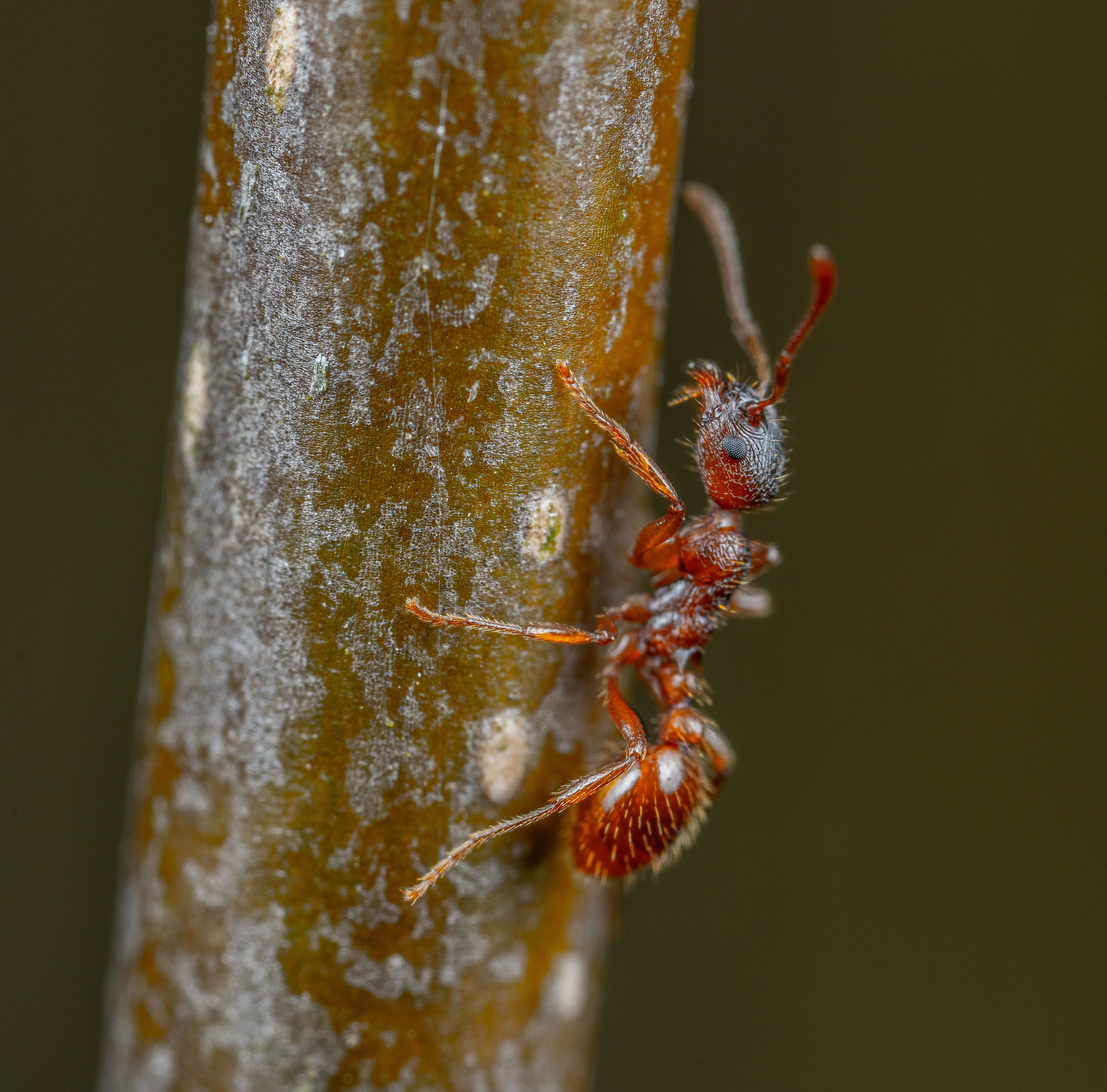 Extreme Close-up of a Red Ant · Free Stock Photo