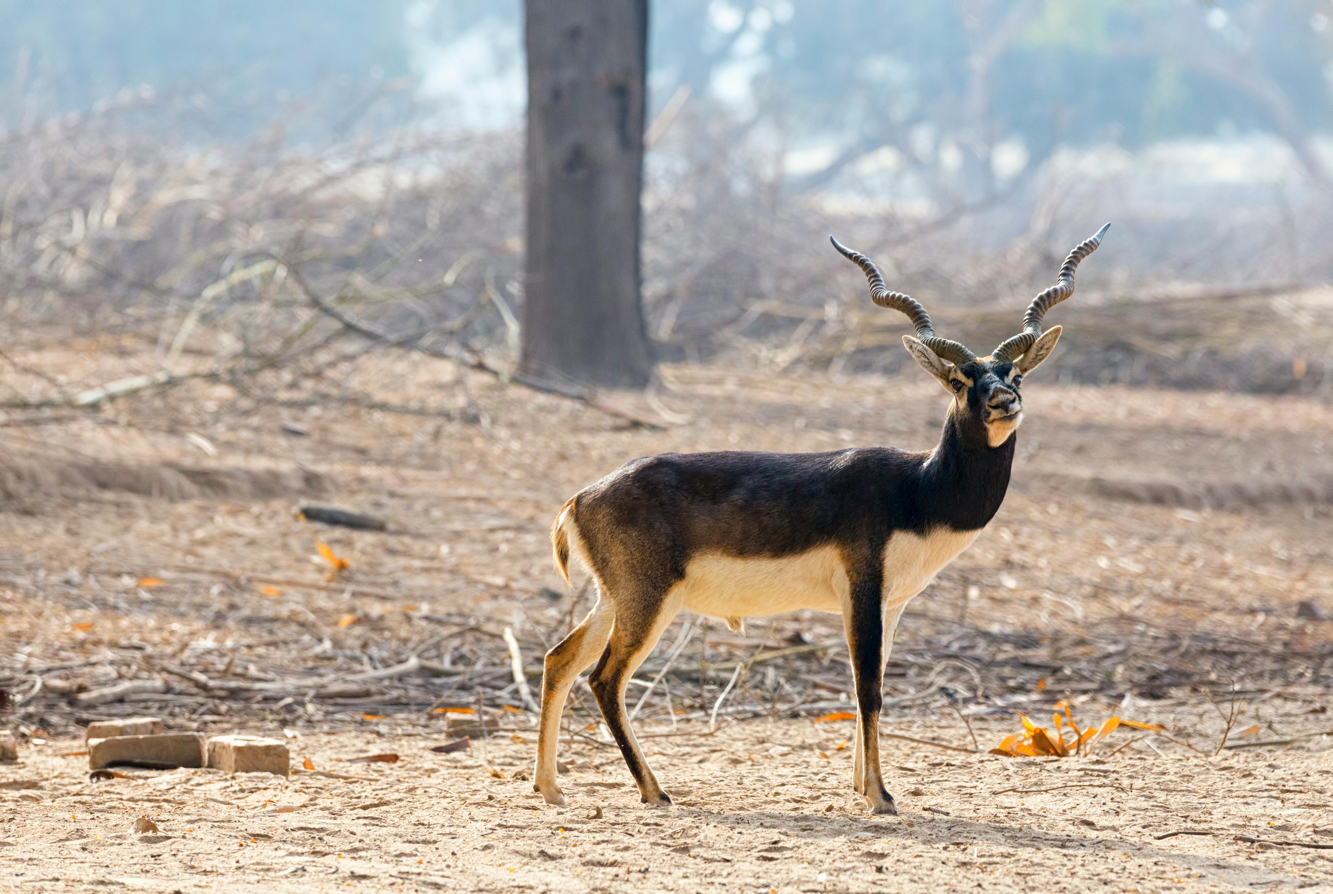 Photo of a Blackbuck · Free Stock Photo