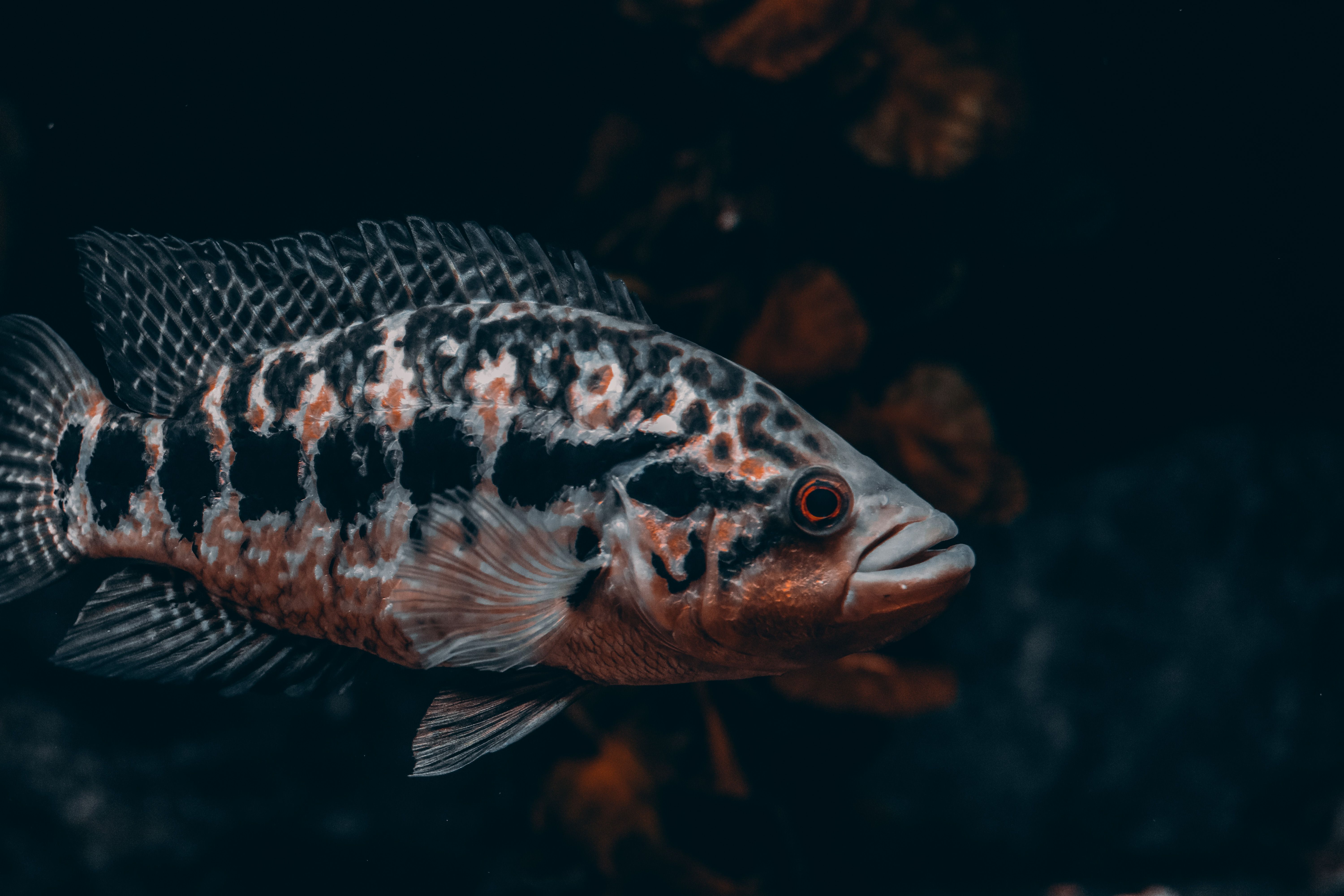 Underwater Fish Laptop Wallpaper Photos, Download The BEST Free ...