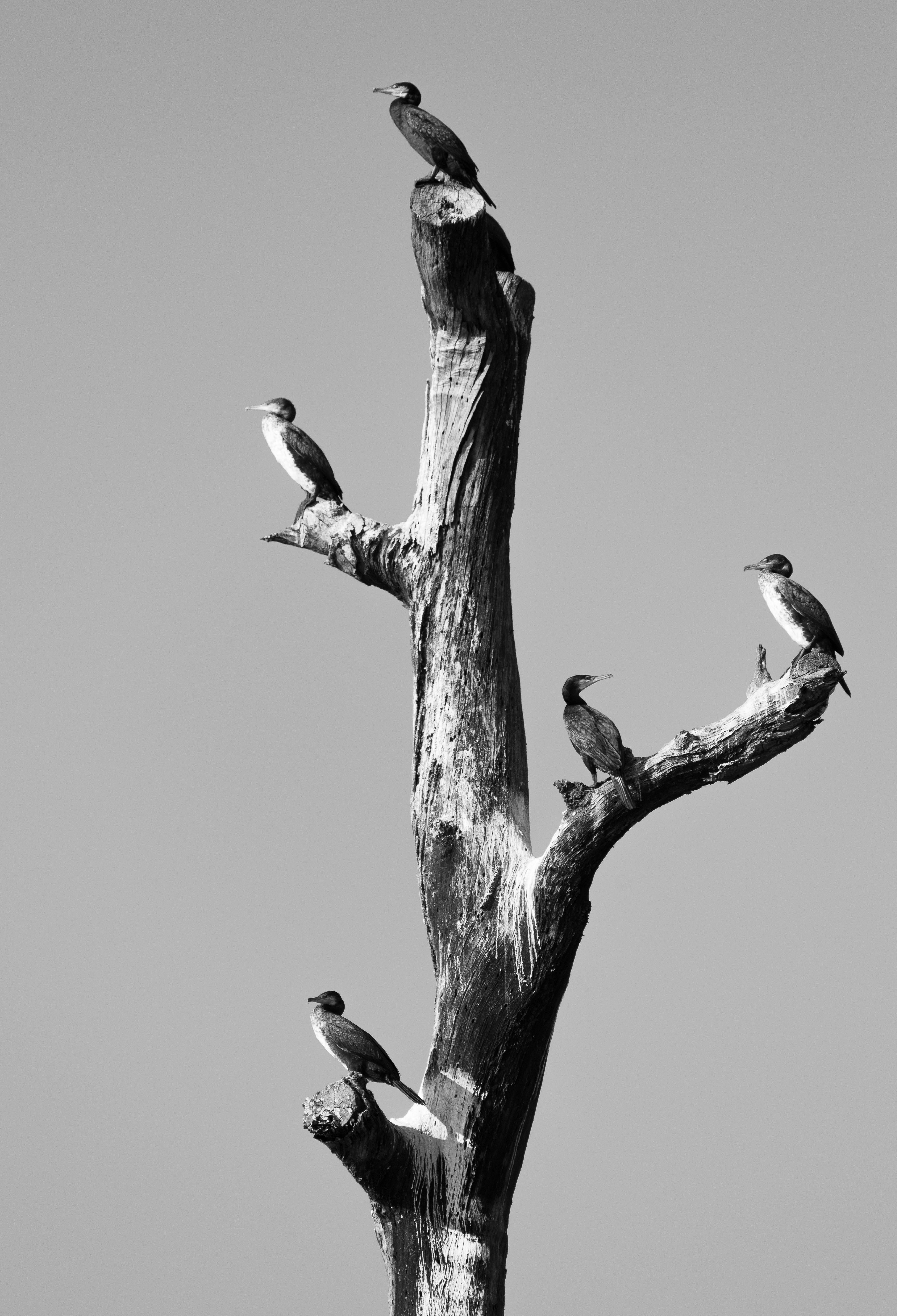 Grayscale Photo of Birds on Tree Branches · Free Stock Photo
