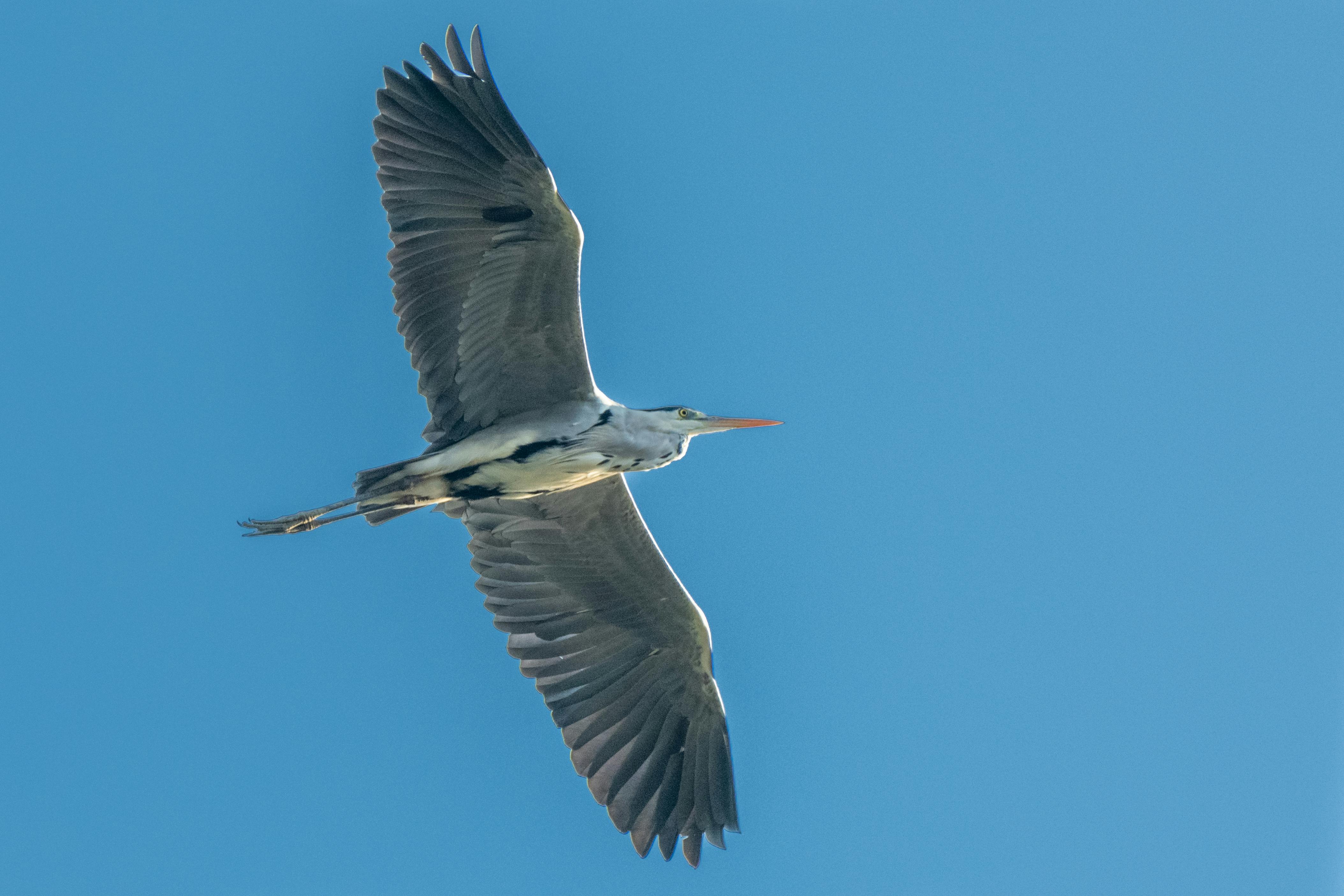 Subarna Upreti - Fotoğrafçılık