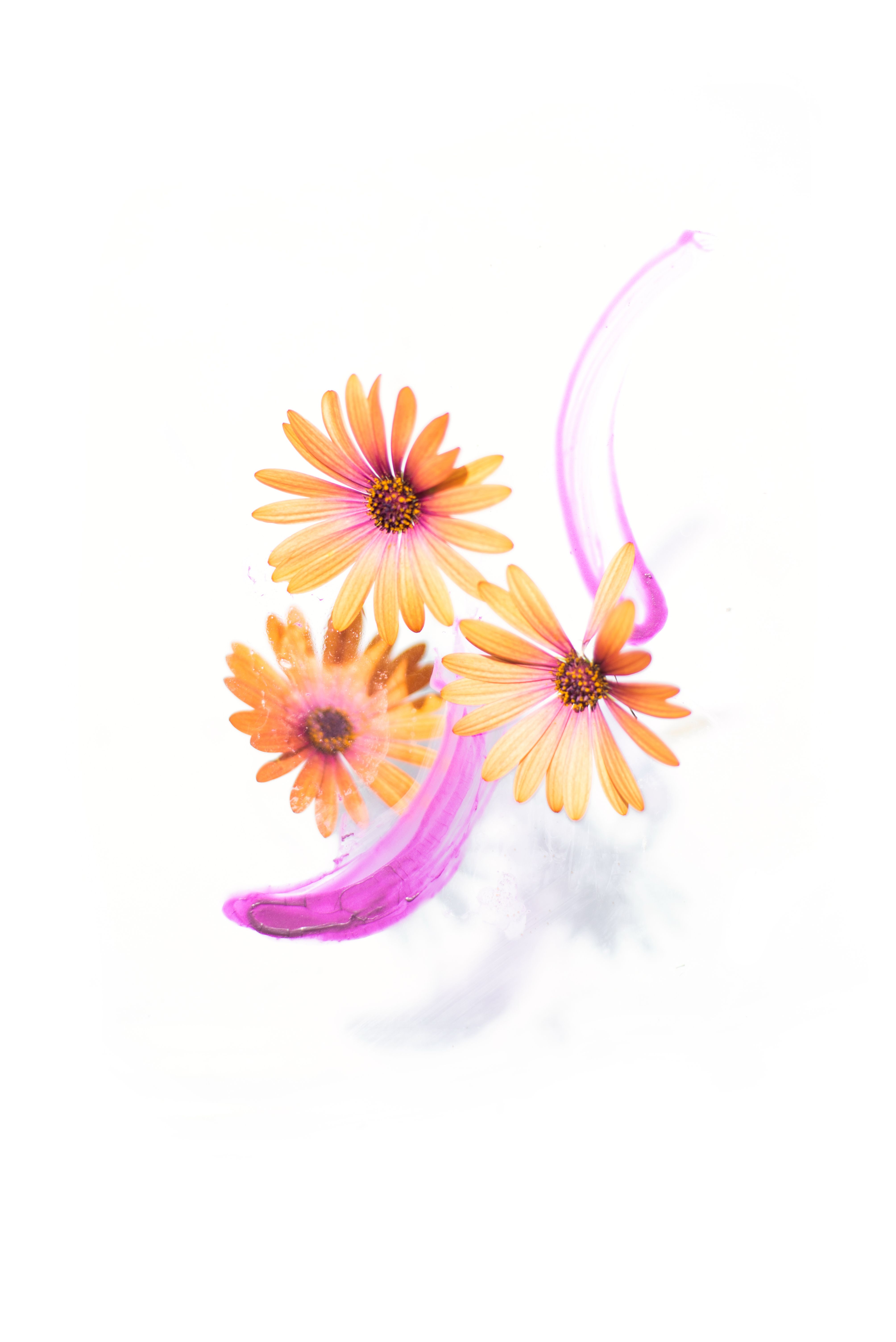 Flowers on White Background · Free Stock Photo